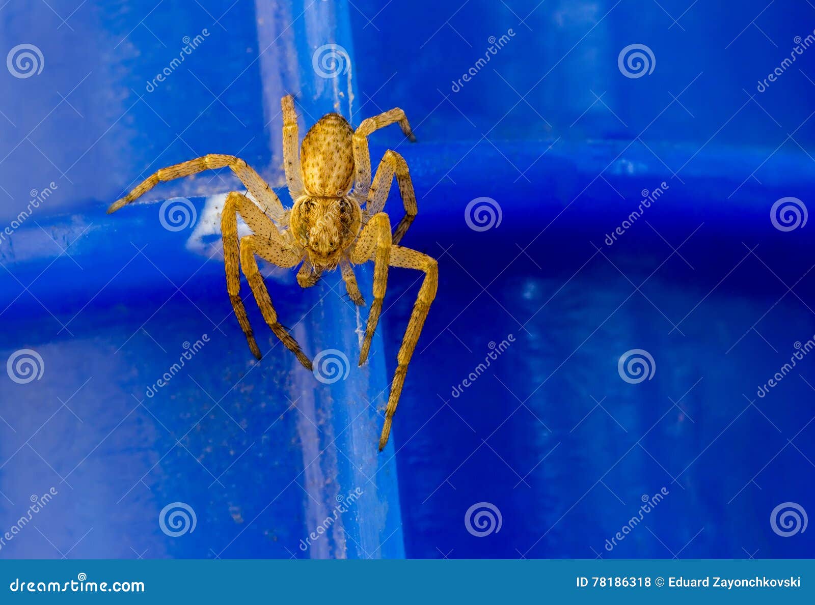 Small yellow spider stock photo. Image of garden, small - 78186318