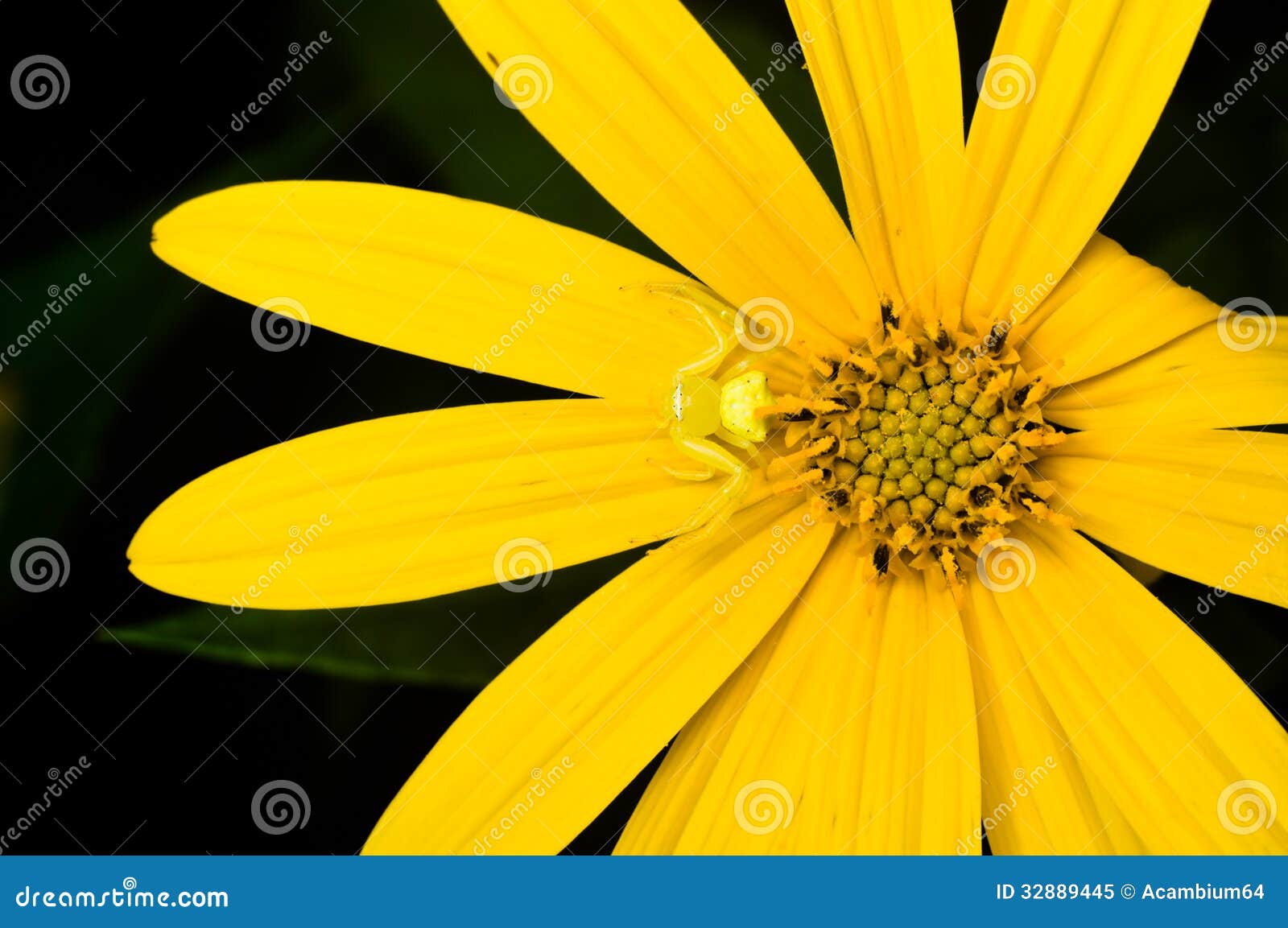 Small Yellow Spider on Mexican Sunflower Closed-up Stock Image - Image ...