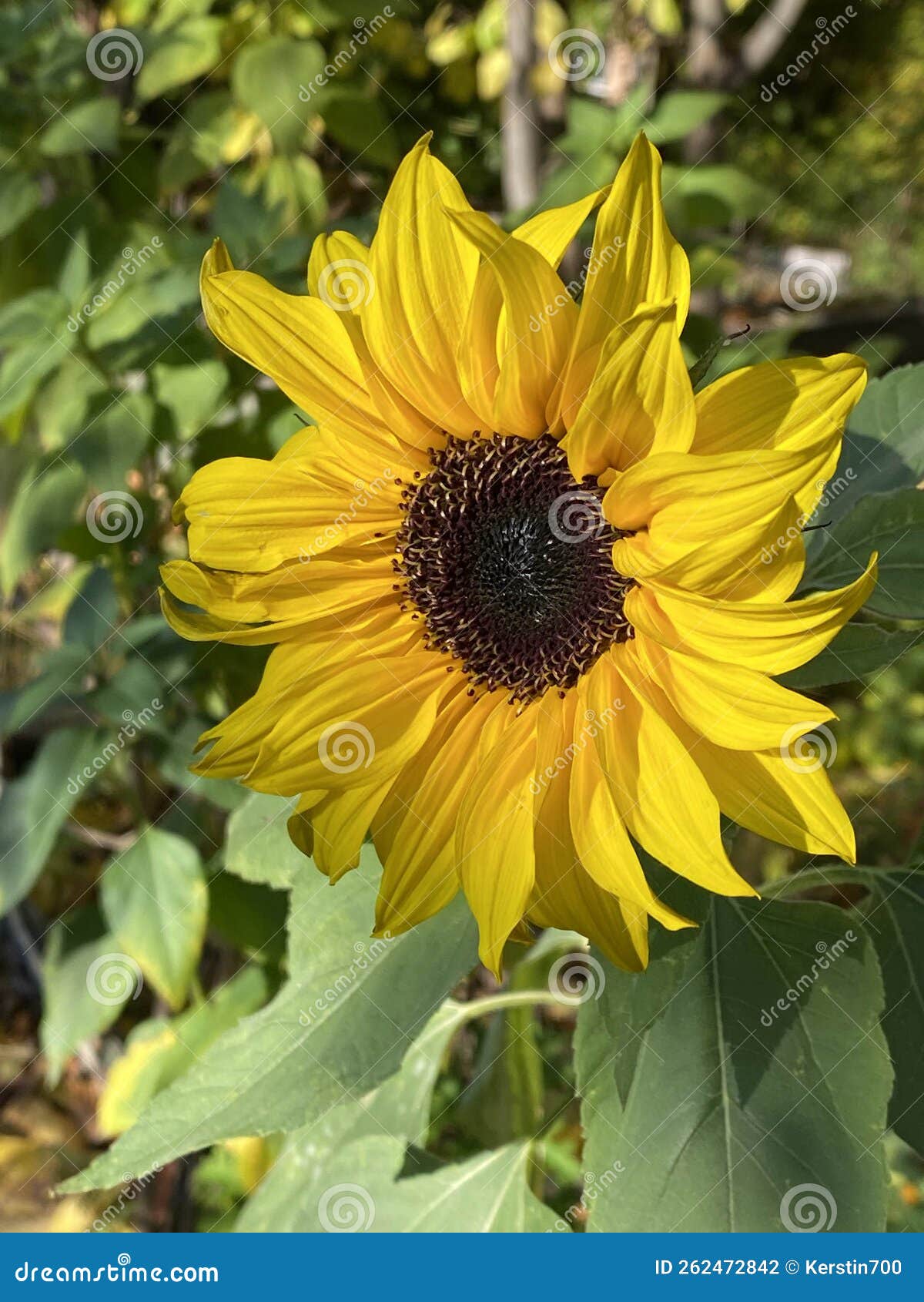 Small Sunflower Flower in Sunlight Stock Photo - Image of common ...