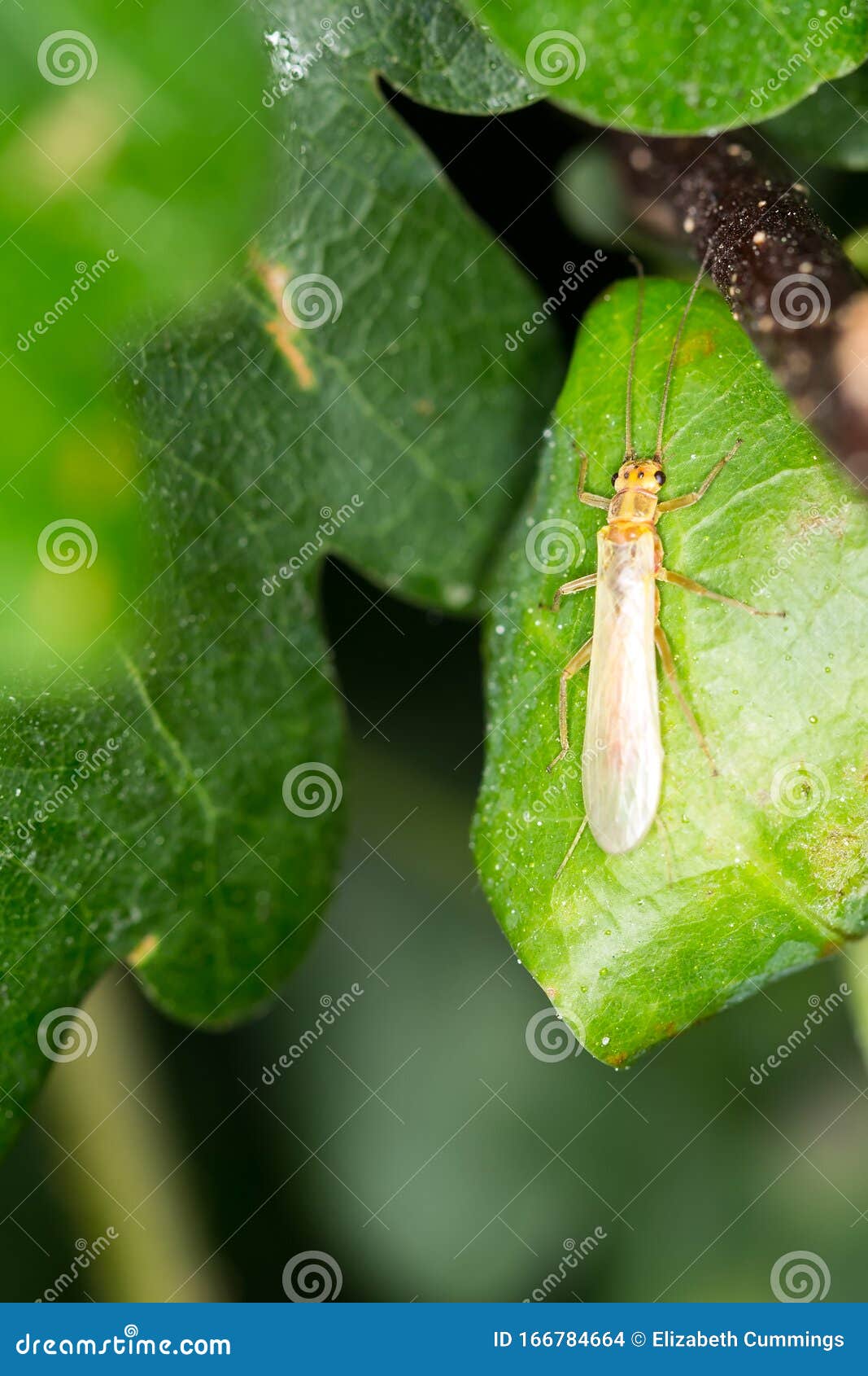 Small Yellow Thin Winged Bug Rests on an Oak Leaf Stock Photo - Image ...