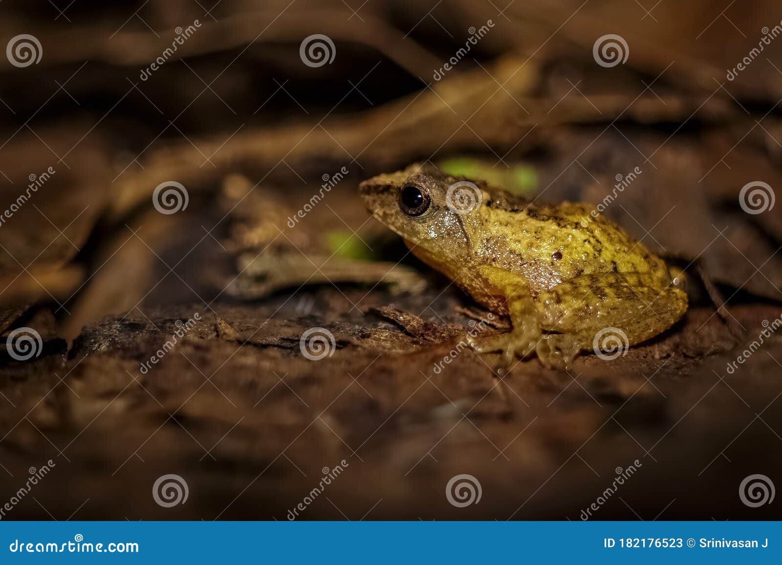 Small Yellow Tree Frog - Small-headed Tree Frog on Rainforest Leaf in ...