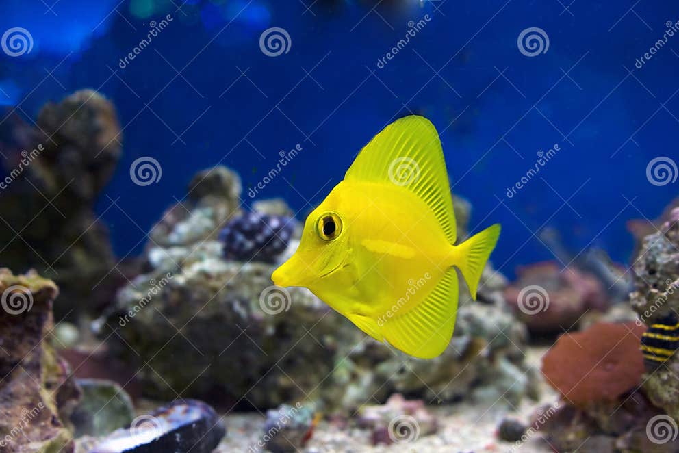 Small Yellow Tropical Fish. Stock Photo - Image of single, fish: 28618366