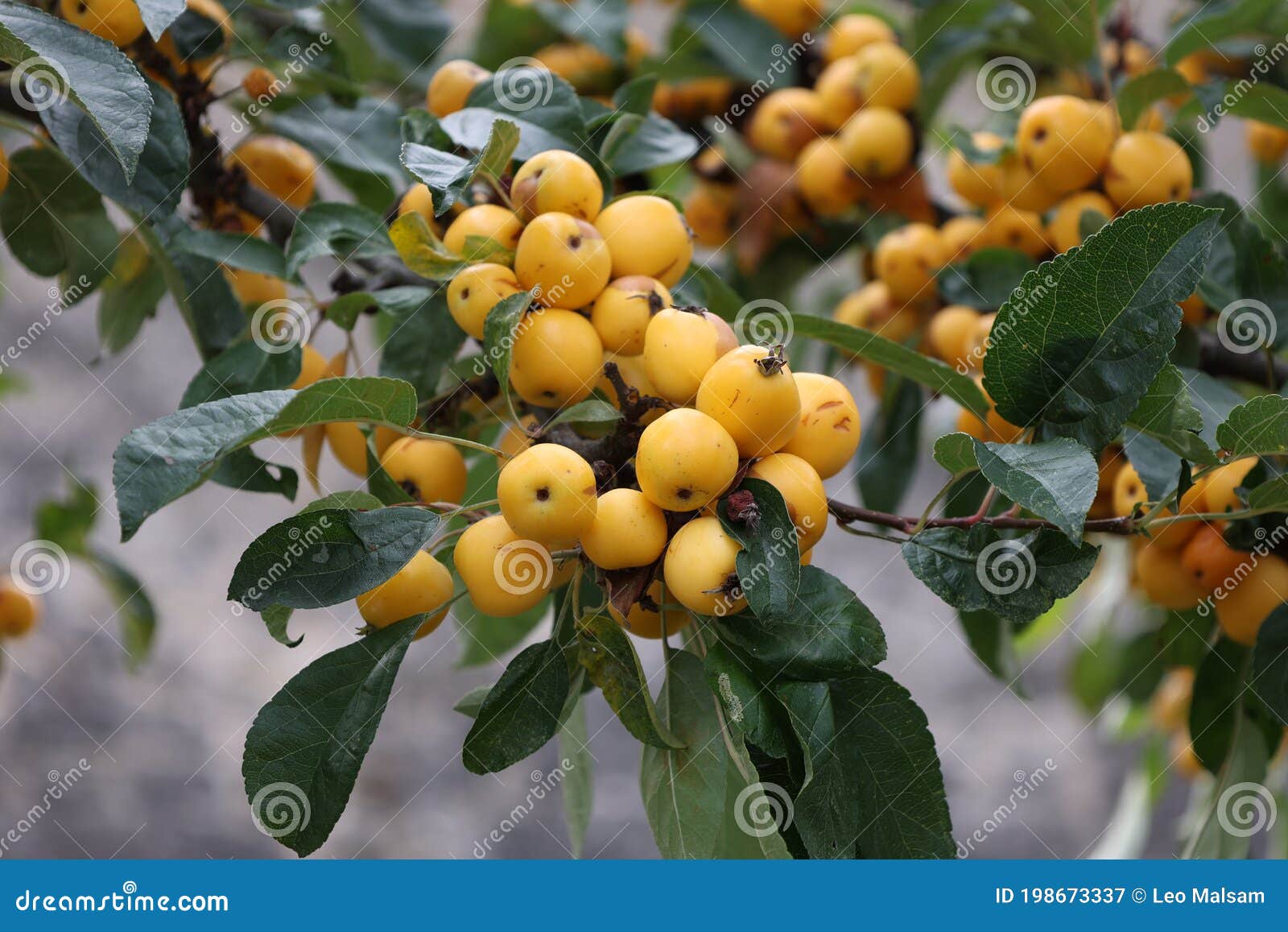 Small Yellow Wild Apples on Tree Branches Stock Image - Image of leaf ...