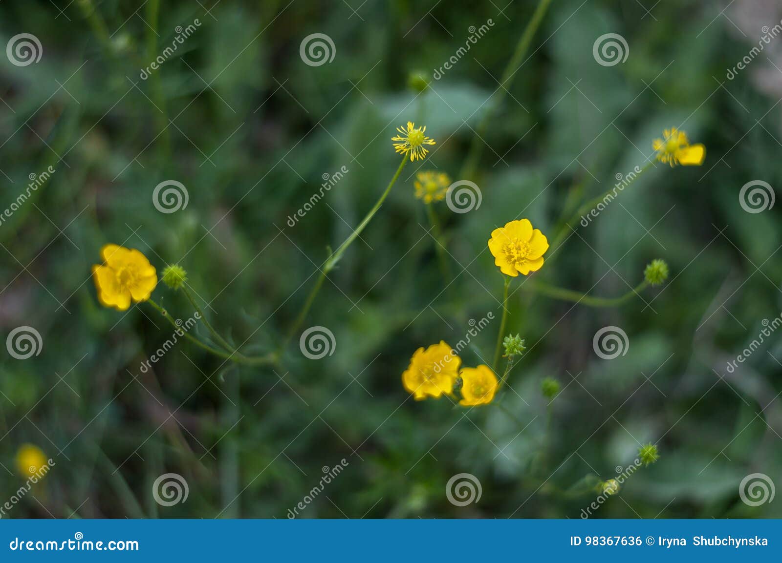 Small yellow wildflowers stock photo. Image of beauty - 98367636
