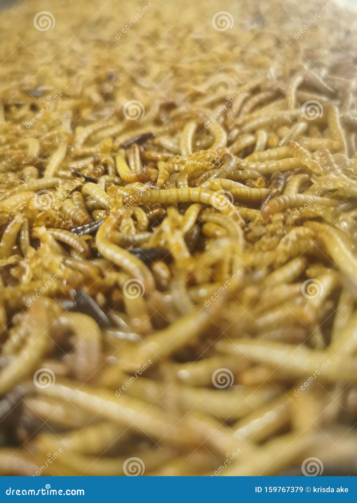 The Small Yellow Worm on the Ground Stock Image - Image of ground, worm ...