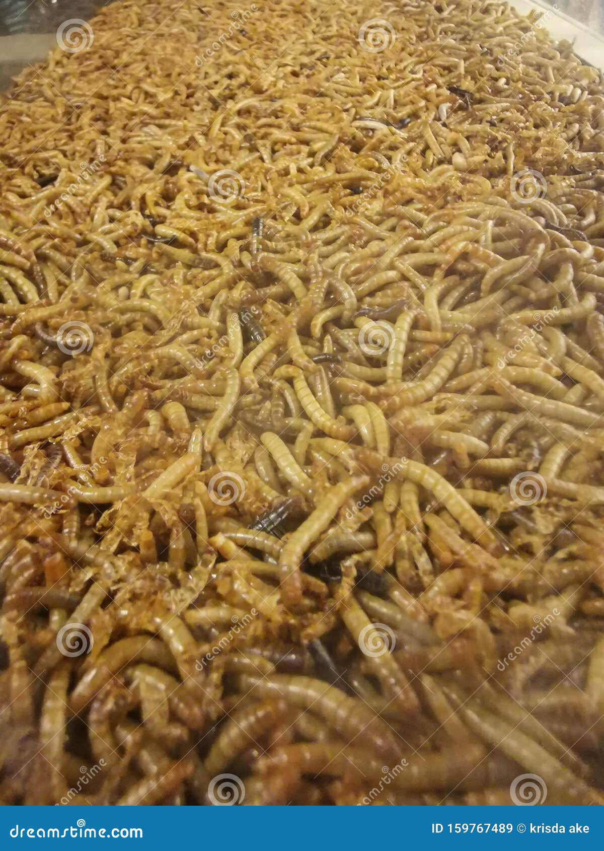 The Small Yellow Worm on the Ground Stock Image - Image of worm, insect ...