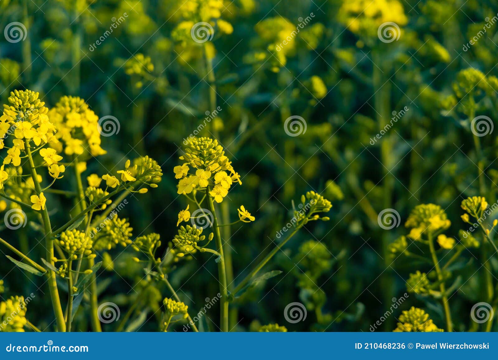 Small Yellow Young Colza Flower with Green Stalks Stock Photo - Image ...