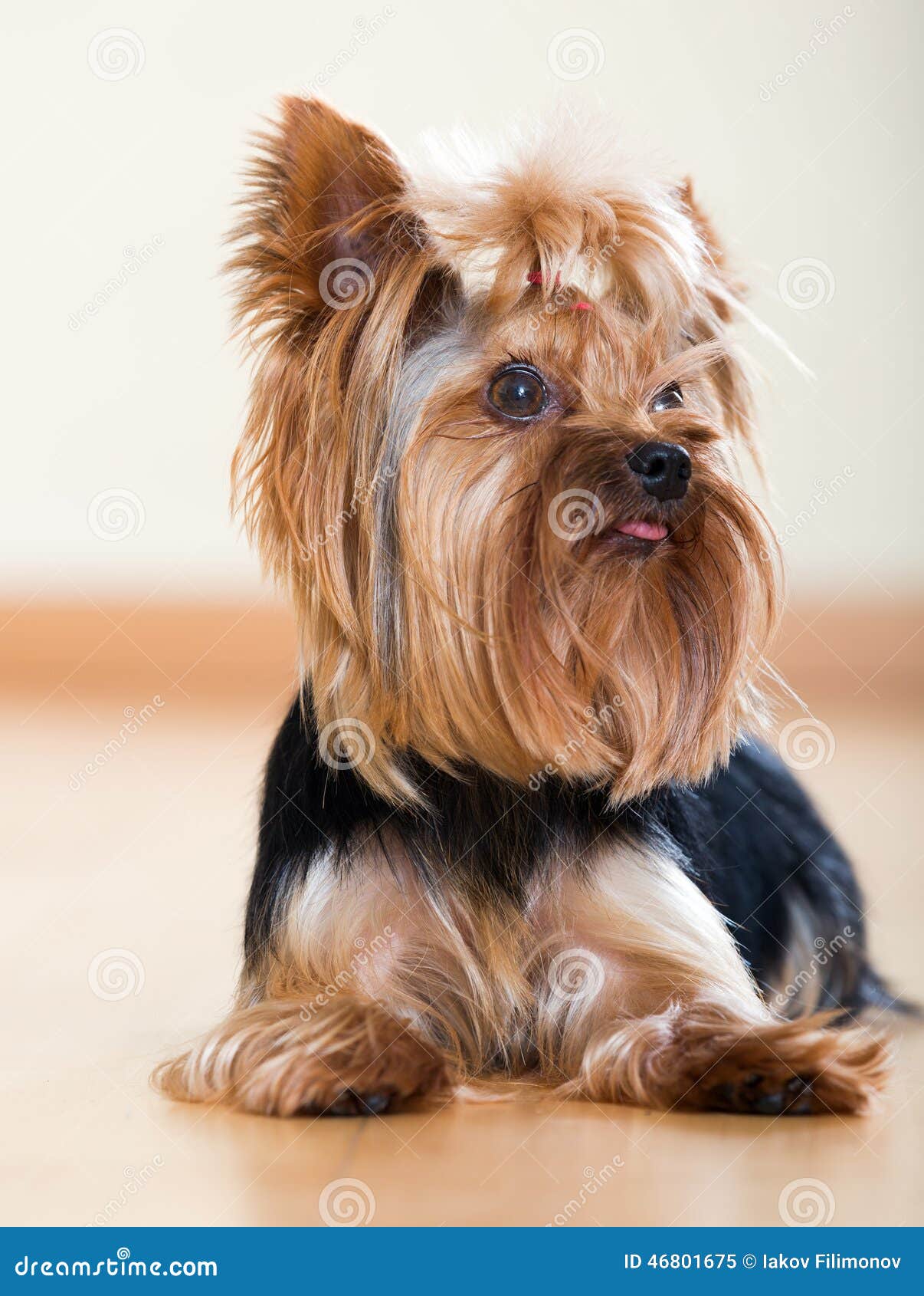 Small Yorkshire Terrier Dog Stock Image - Image of laminated, race ...