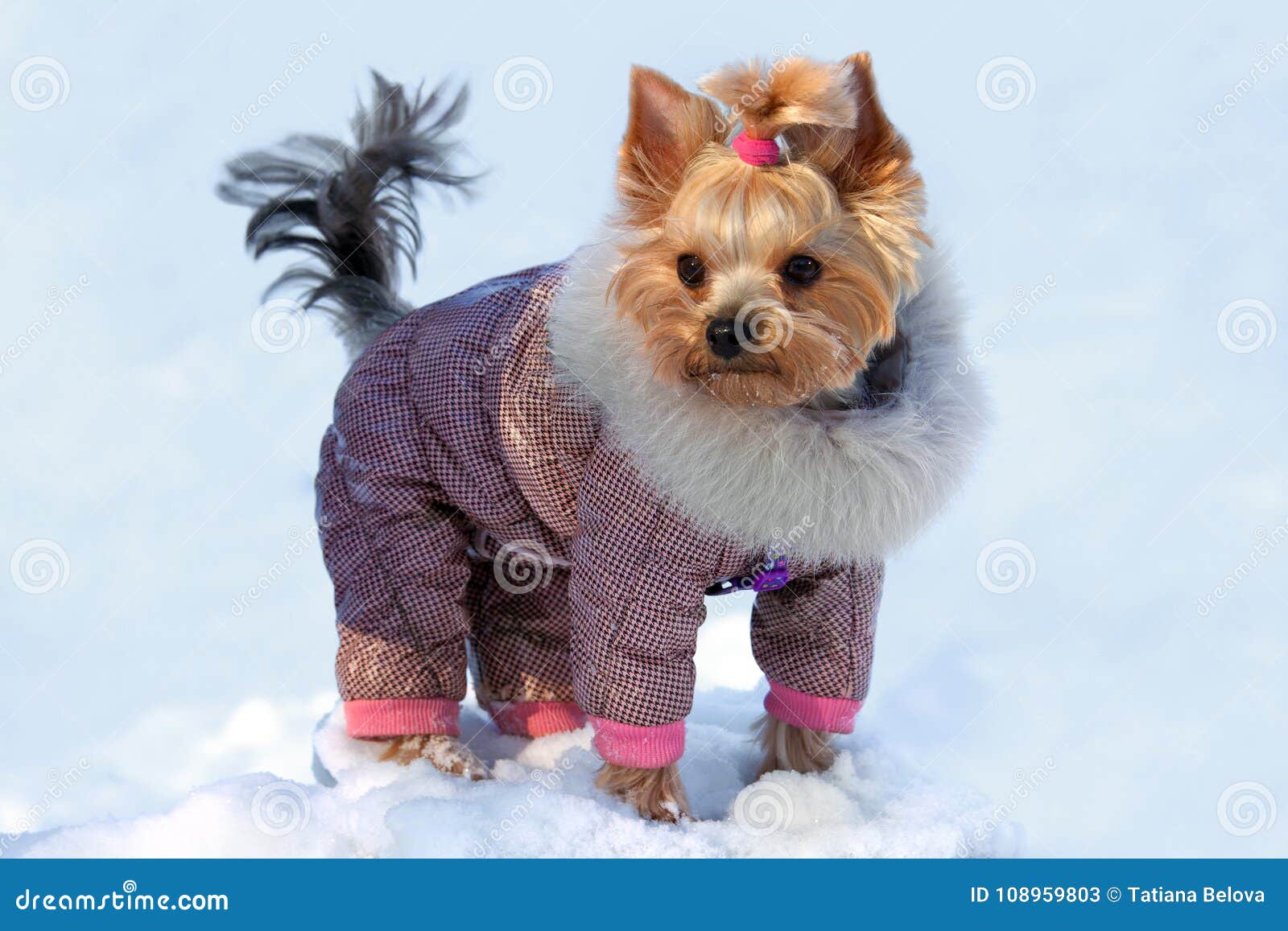 Yorkshire Terrier in Suit on Winter Walk Stock Image - Image of park ...