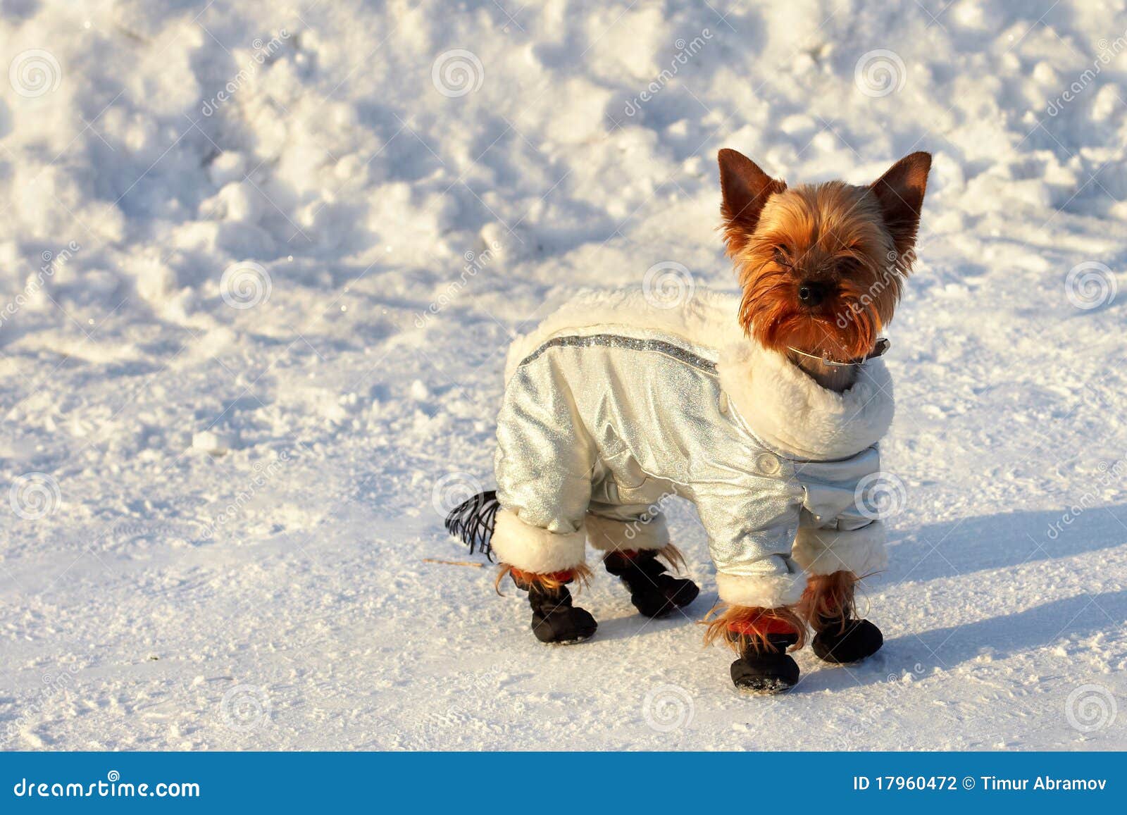 Small Yorkshire Terrier in Suit on Winter Walk Stock Photo - Image of ...