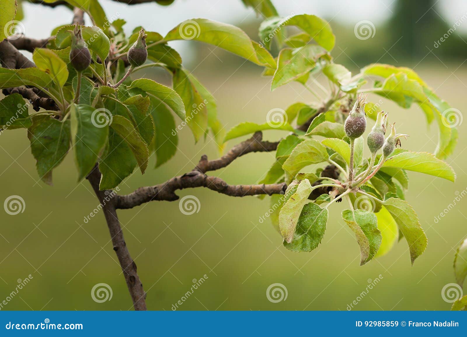 Small young apples growing stock image. Image of garden - 92985859