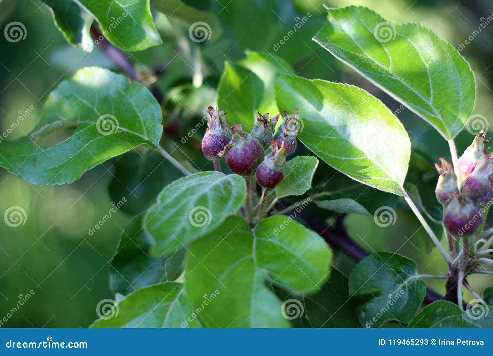 Small Young Apples Growing on a Tree Stock Image - Image of apples ...