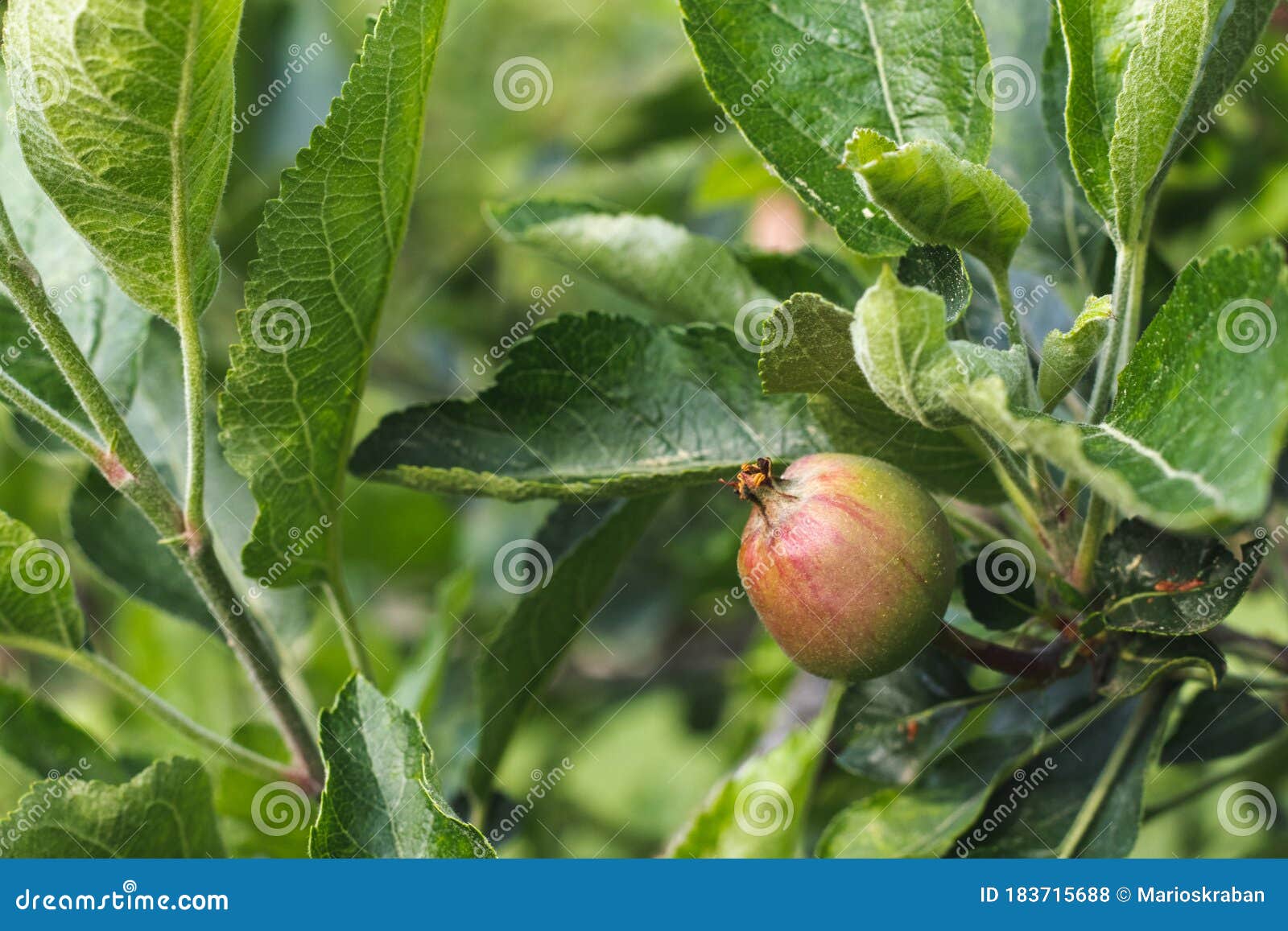 Small Young Apples Growing on a Tree Stock Photo - Image of apple ...