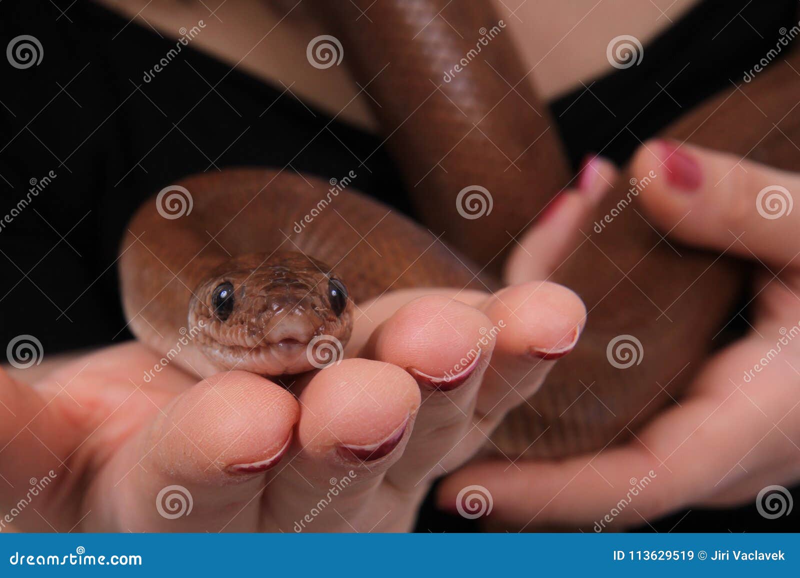 Brown snake in human hand stock image. Image of human - 113629519