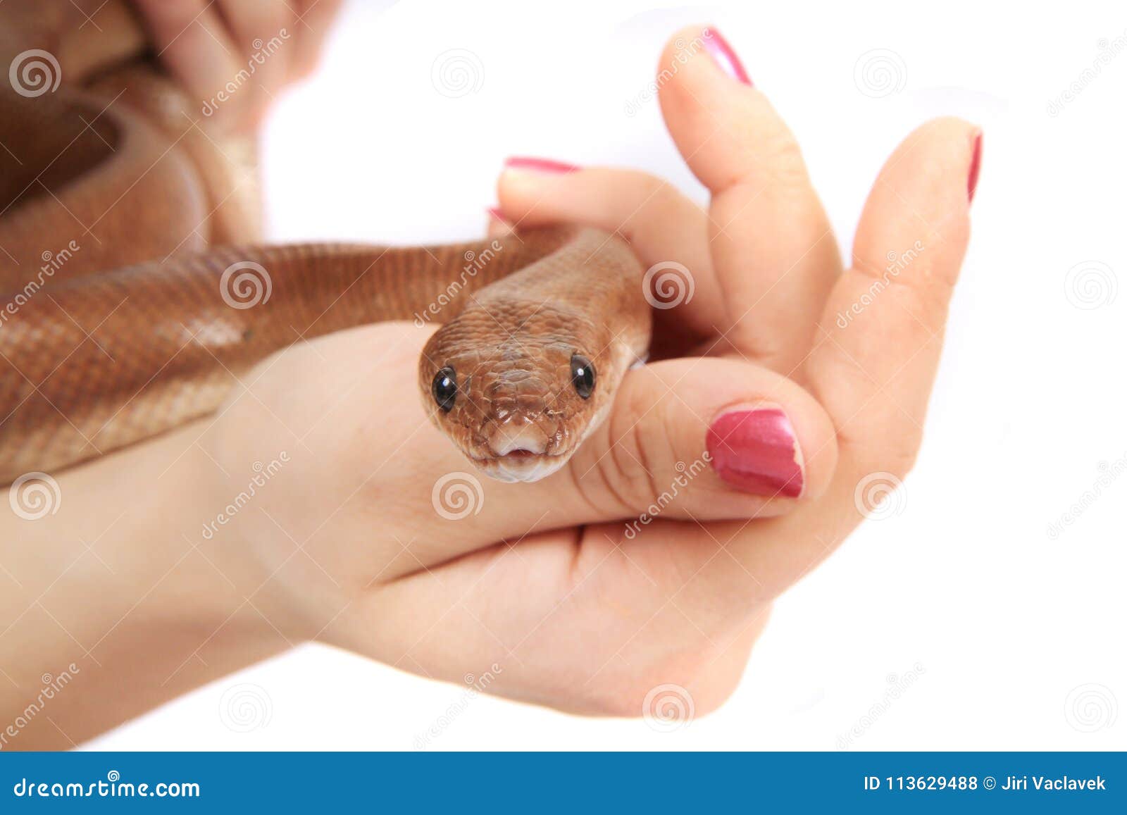 Brown snake in human hand stock photo. Image of nosy - 113629488