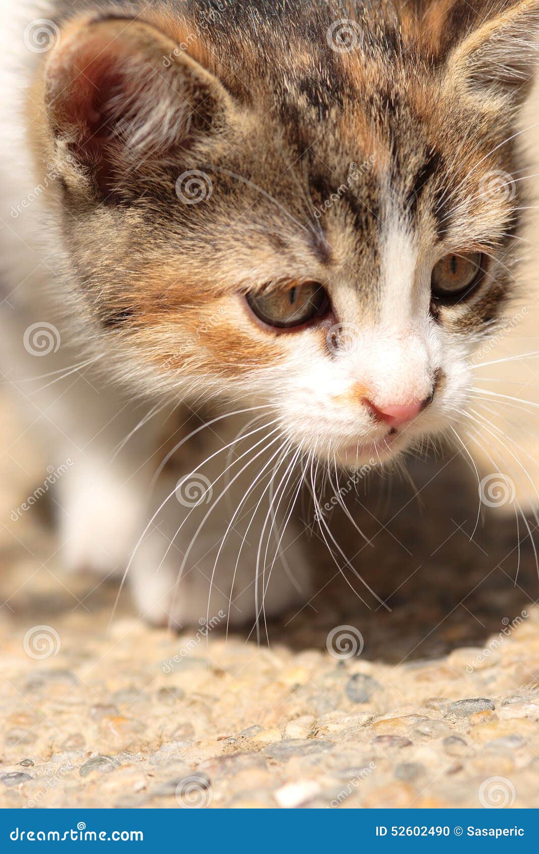 Small Young Cat Exploring Surroundings Stock Photo - Image of walk ...