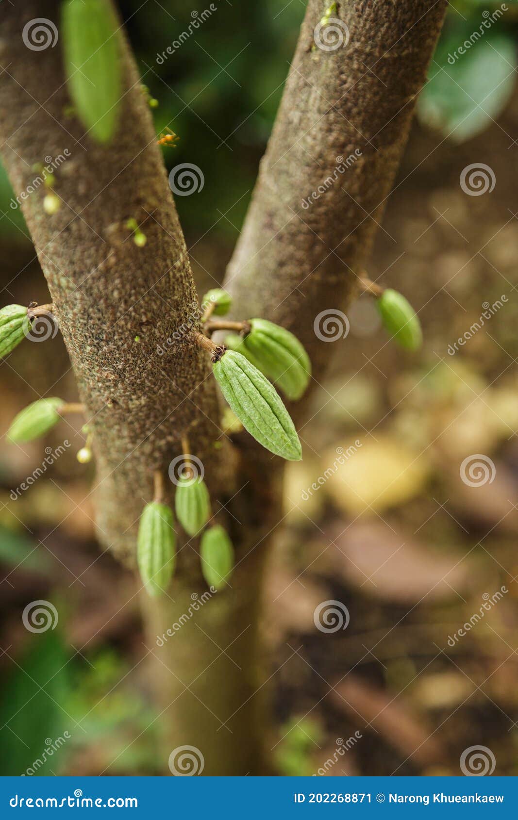 Small Young Cocoa Pod on Cacao Tree Stock Image - Image of pods, fruit ...