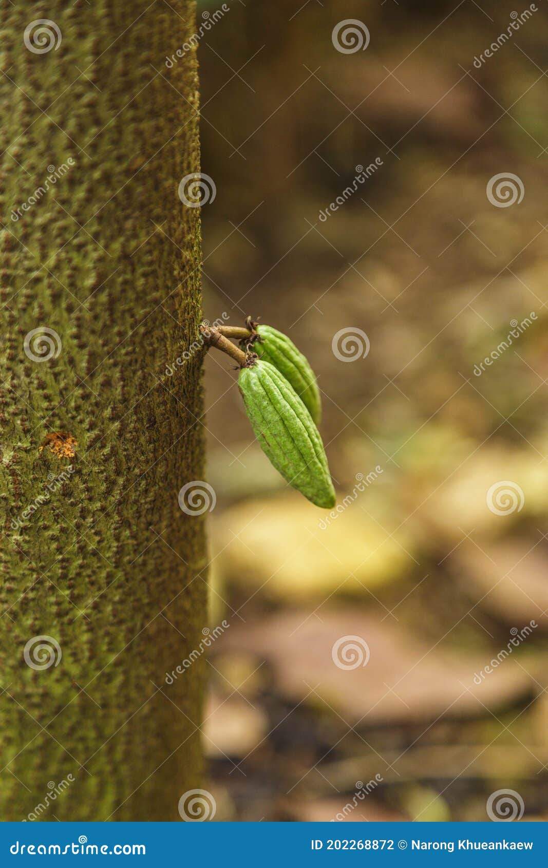 Small Young Cocoa Pod on Cacao Tree Stock Photo - Image of agriculture ...
