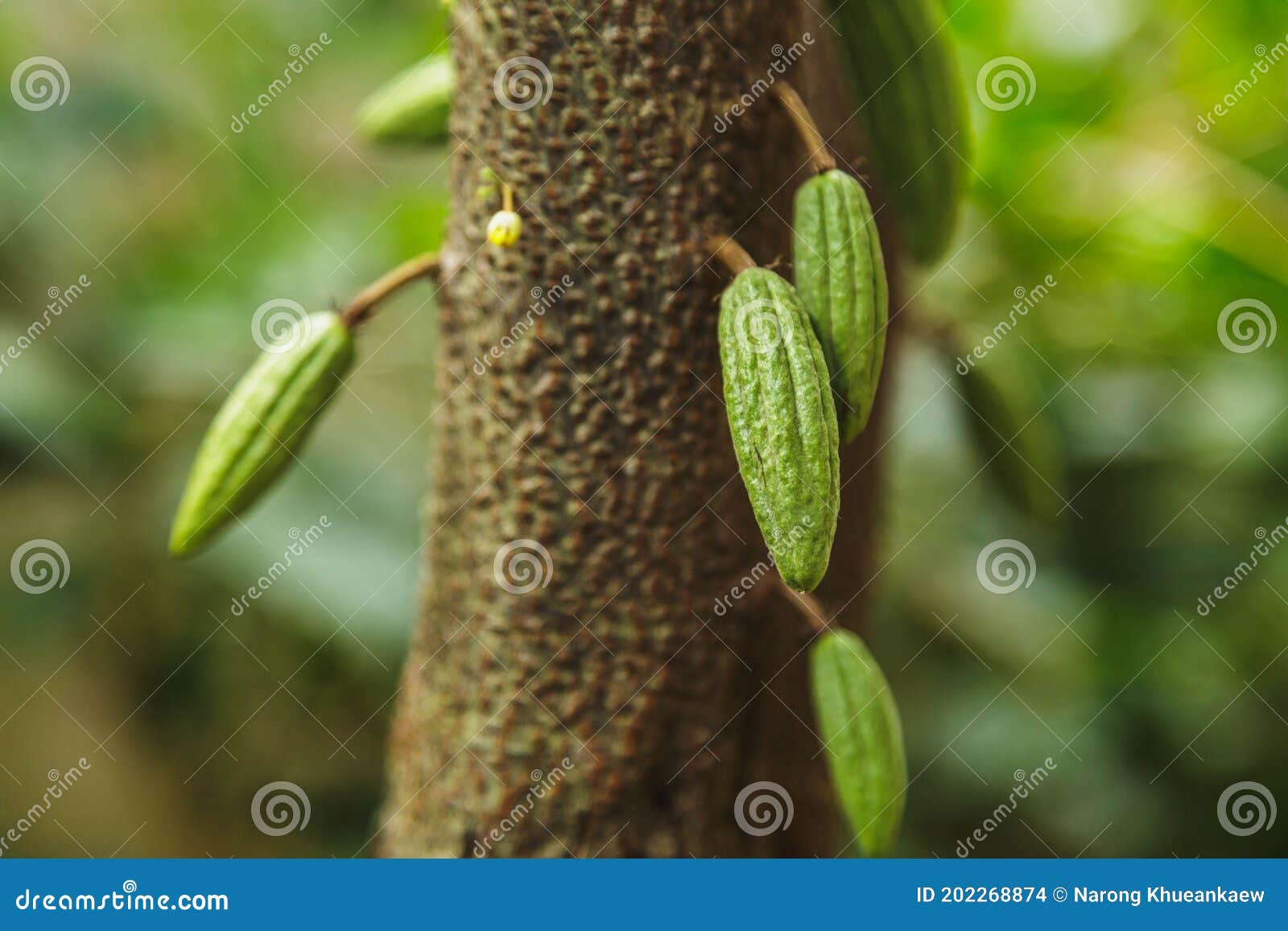 Small Young Cocoa Pod on Cacao Tree Stock Photo - Image of environment ...