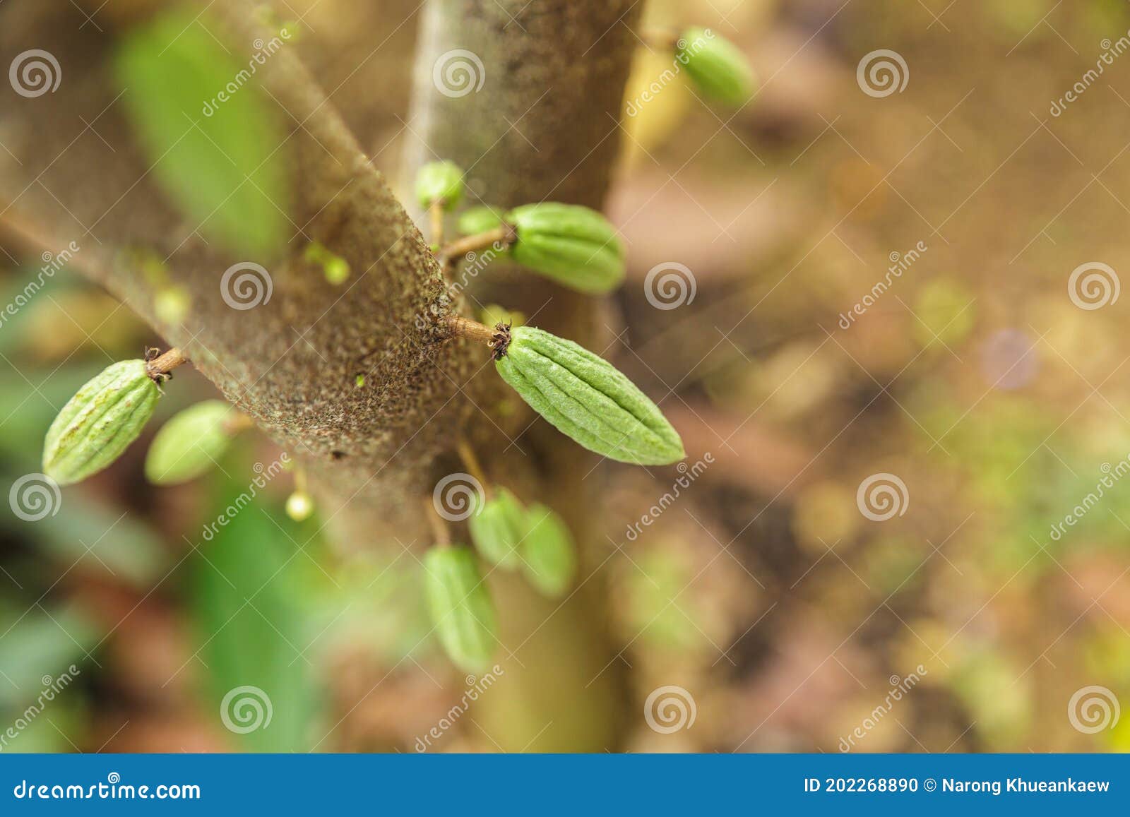 Small Young Cocoa Pod on Cacao Tree Stock Photo - Image of america ...