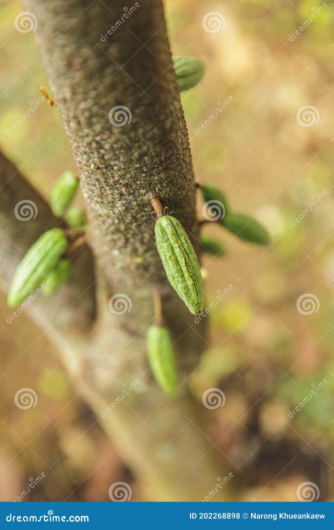 Small Young Cocoa Pod on Cacao Tree Stock Photo - Image of chocolate ...