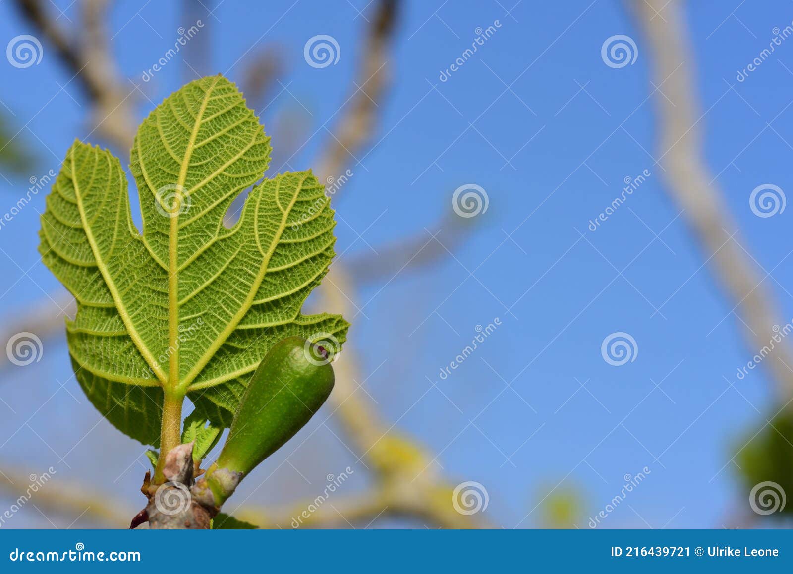 A Small Young Fig Leaf on the Fig Tree with the Branches in the ...