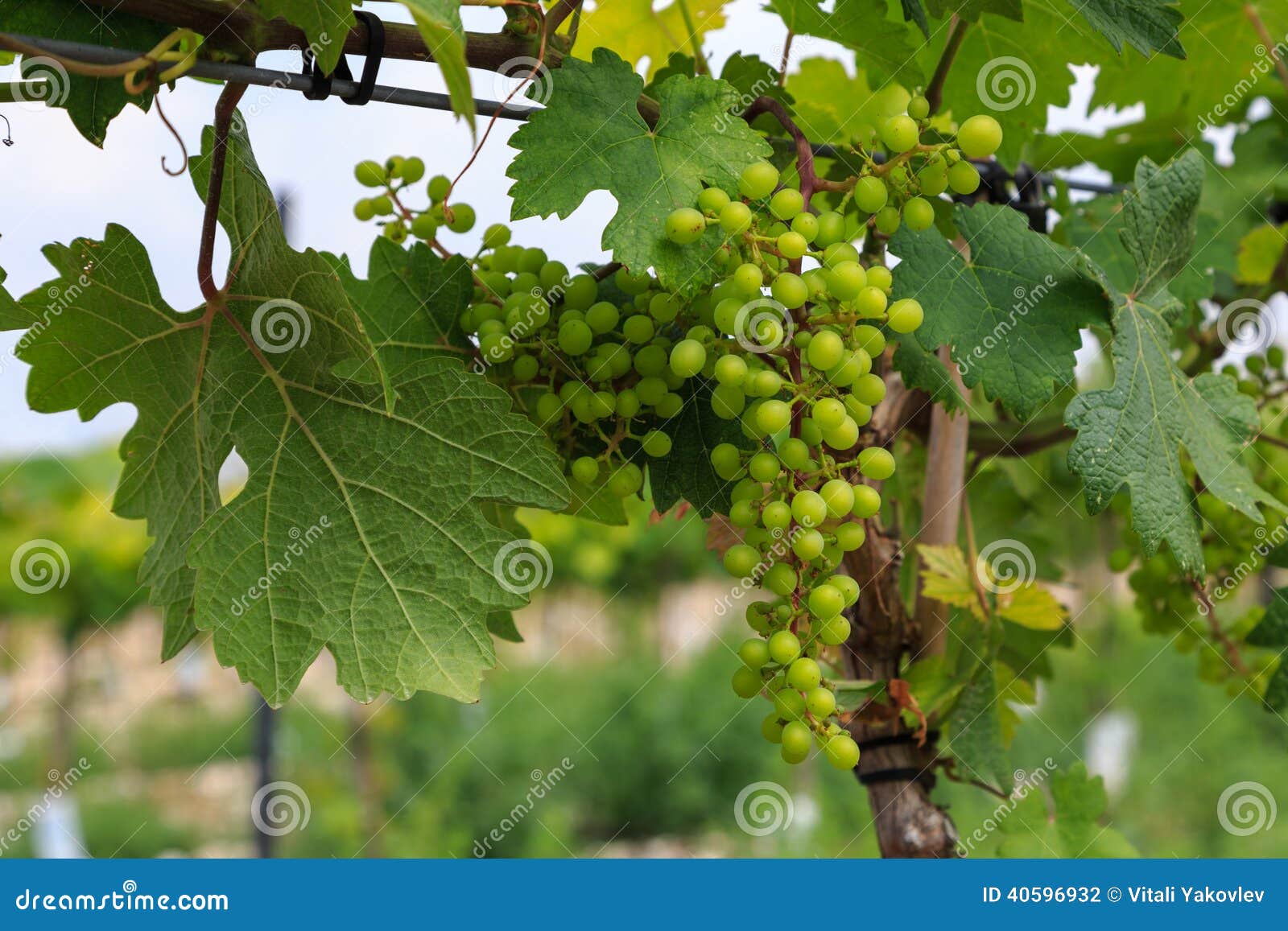 Small young grapes stock photo. Image of farm, fruit - 40596932