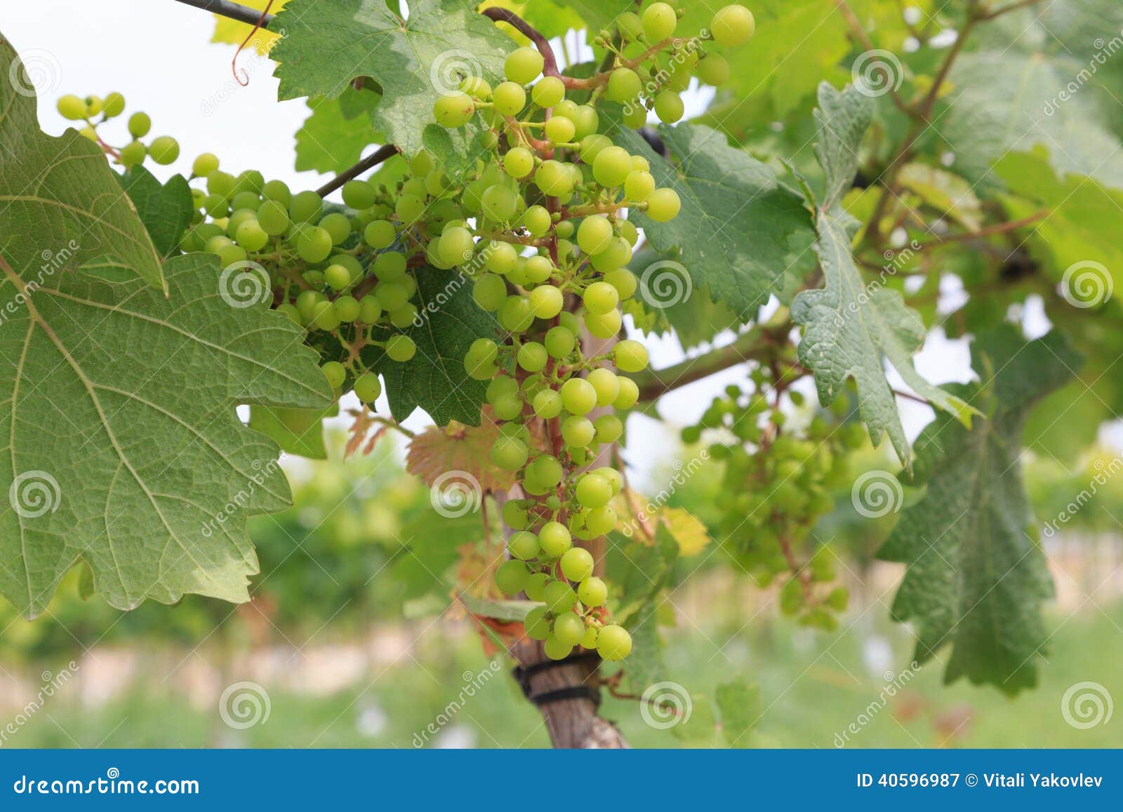Small young grapes stock image. Image of crop, outdoor - 40596987