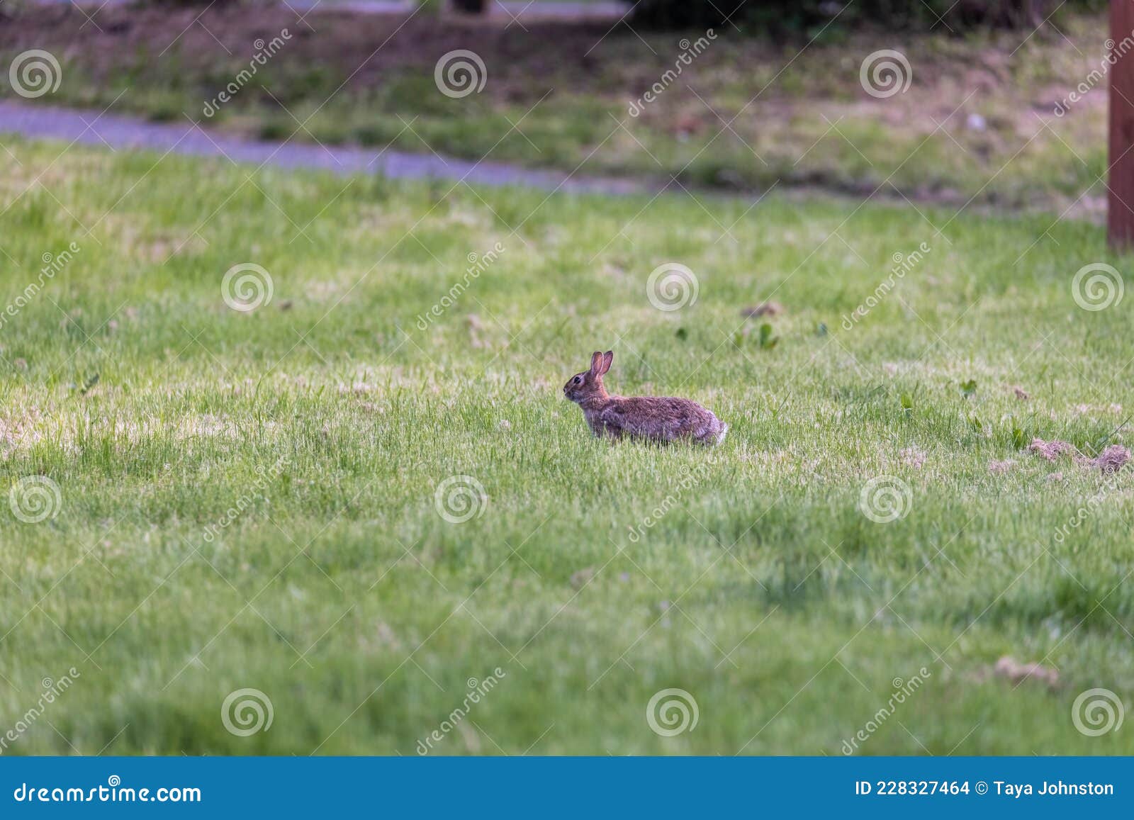 Small Young Gray Bunny Jumping Around a Feild Stock Photo - Image of ...
