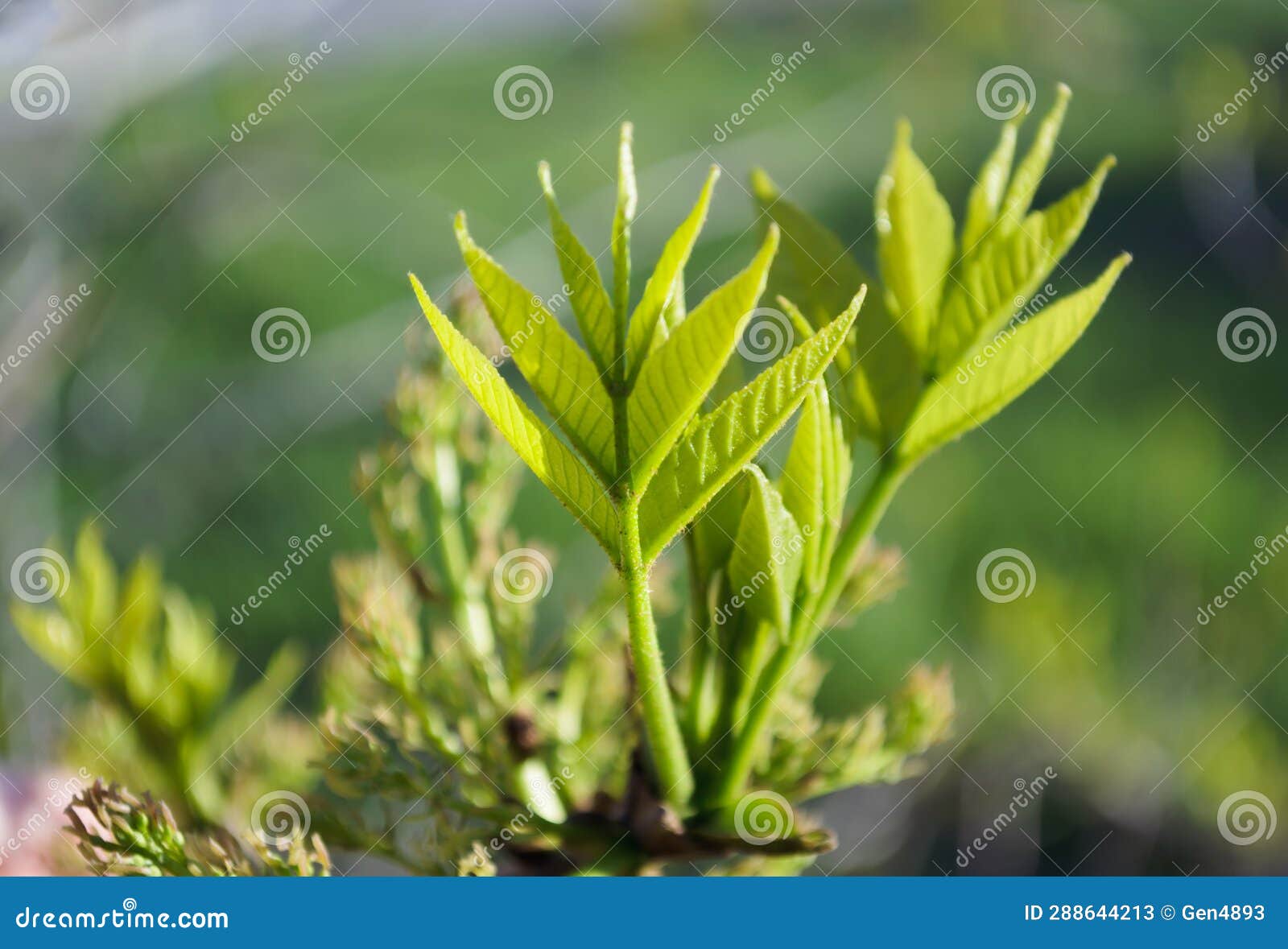 Small Young Green Leaves Stretch Upwards in Spring Stock Image - Image ...