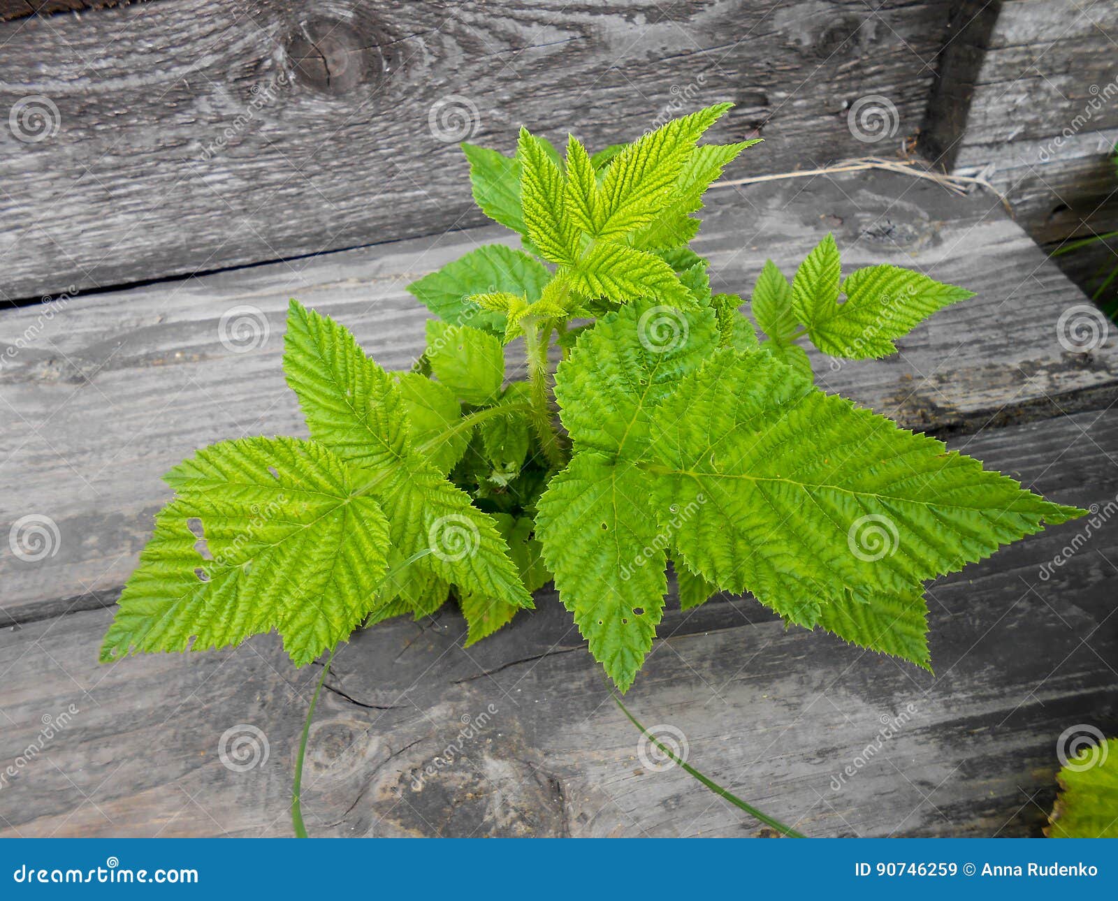 Small Young Green Shoot Raspberry Bush Broke through the Crack B Stock ... Small Young Green Shoot Raspberry Bush Broke through the Crack B Stock ...
