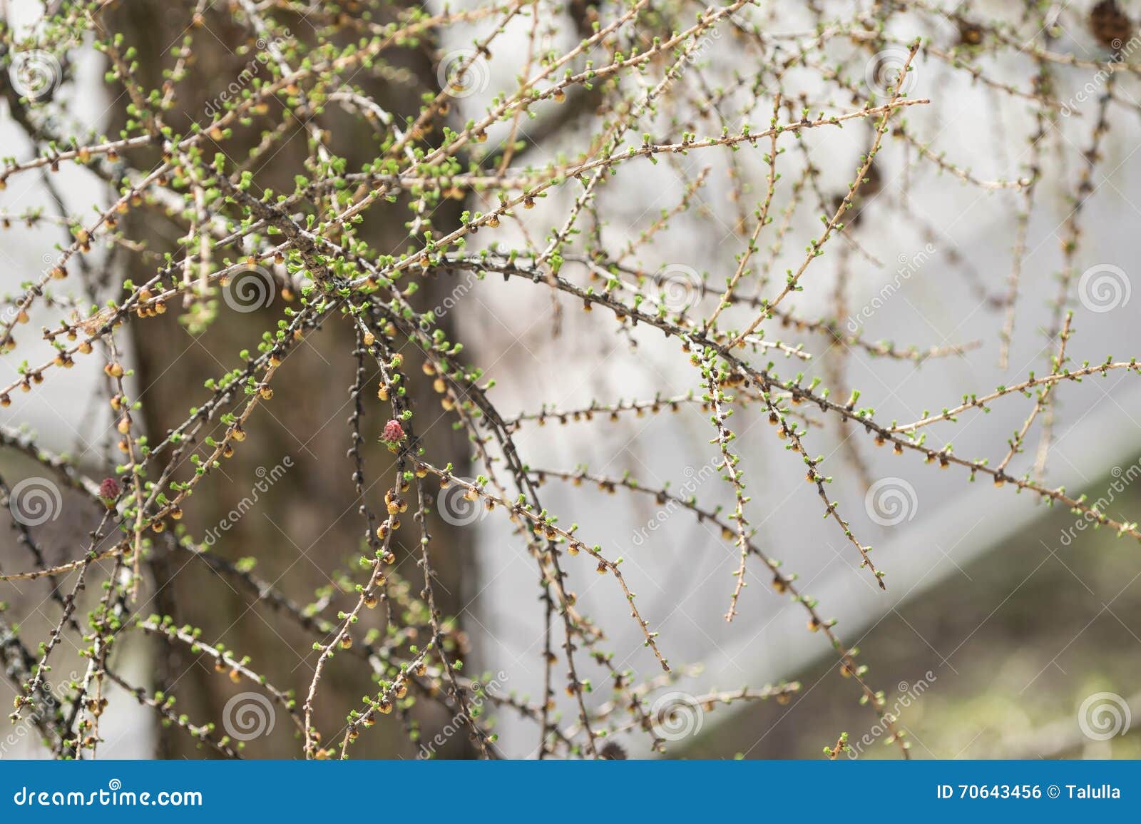 Small Young Leaves on a Larch Tree Stock Photo - Image of close ...