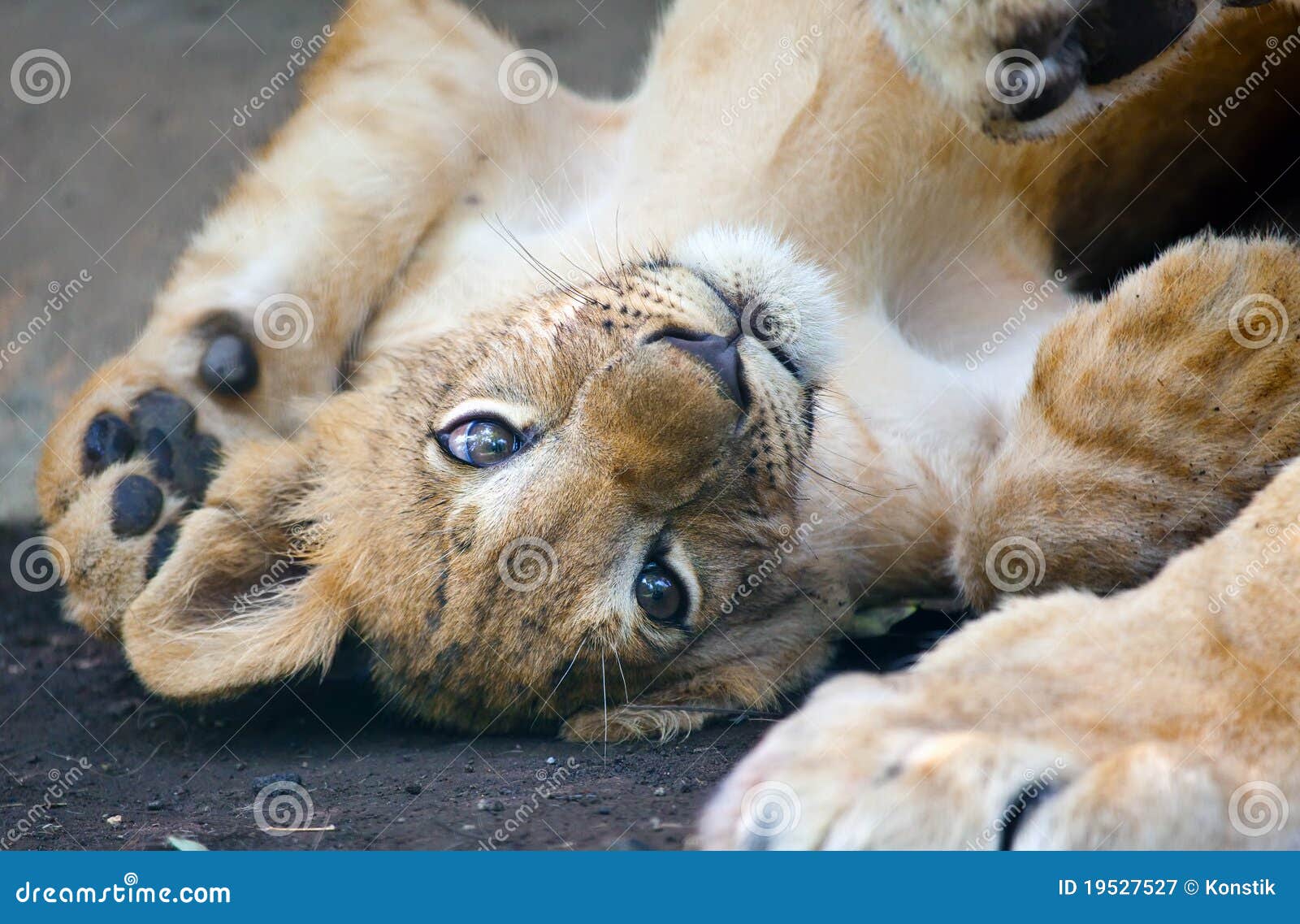 Small young lion stock image. Image of wild, india, lioness - 19527527