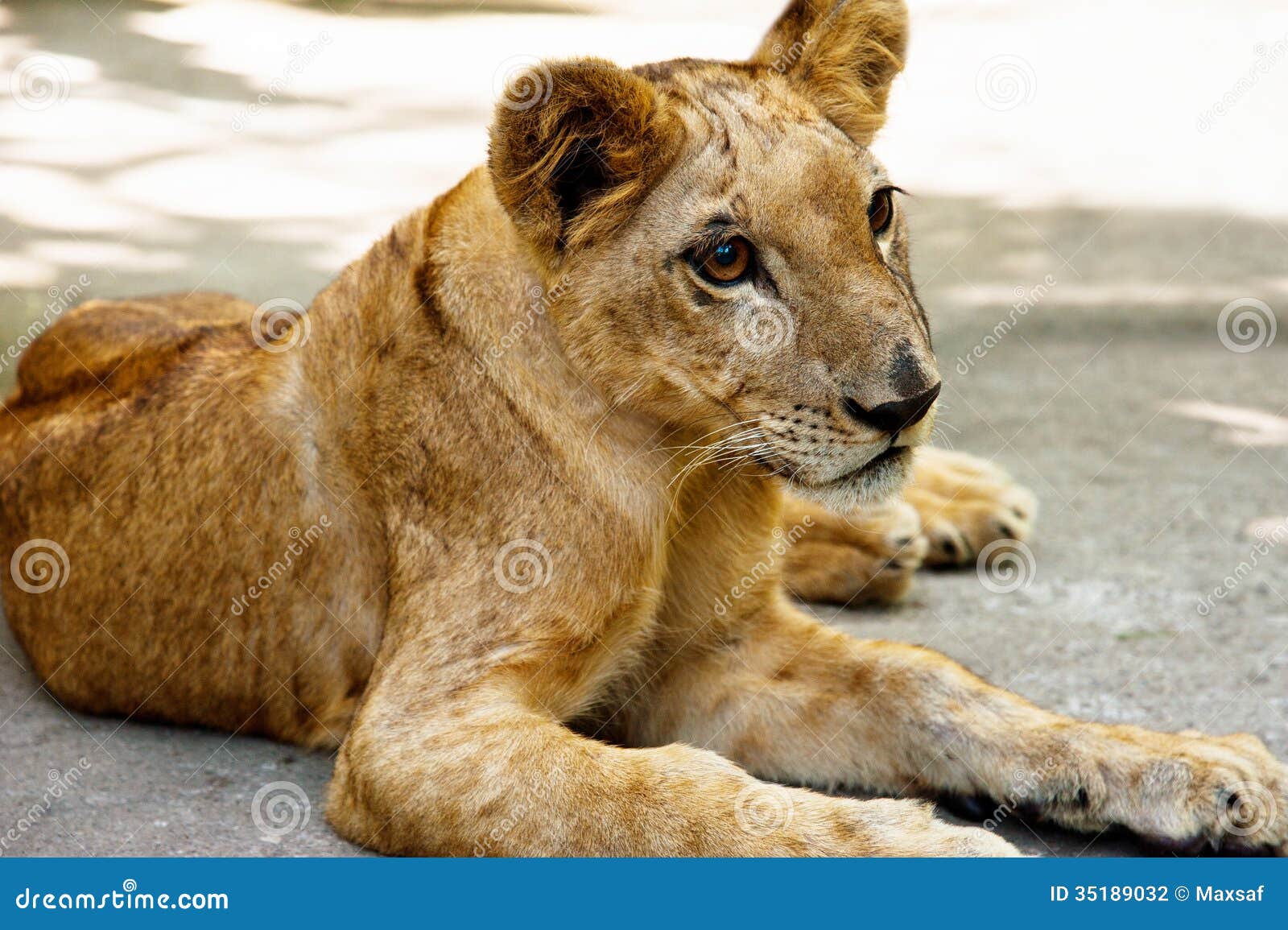 Small young lion stock photo. Image of safari, copy, closeup - 35189032
