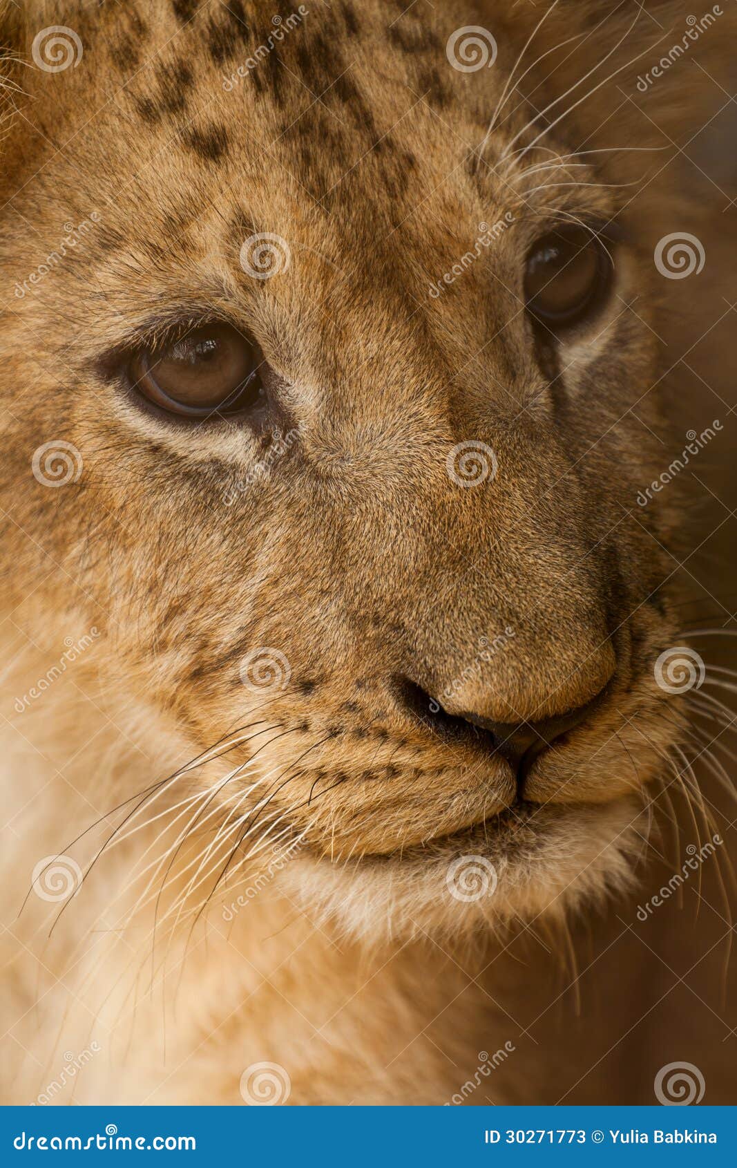 Small young lion stock image. Image of close, young, lion - 30271773