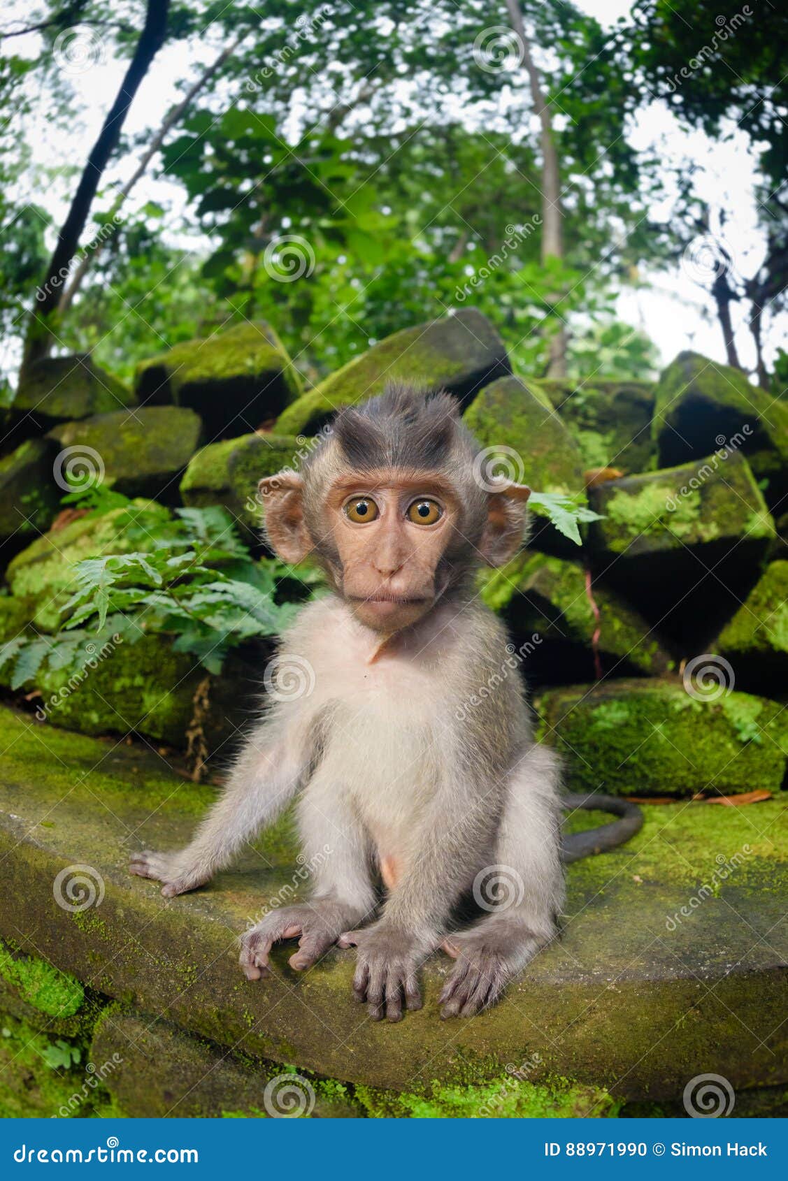 Small young monkey stock photo. Image of bali, eyes, young - 88971990