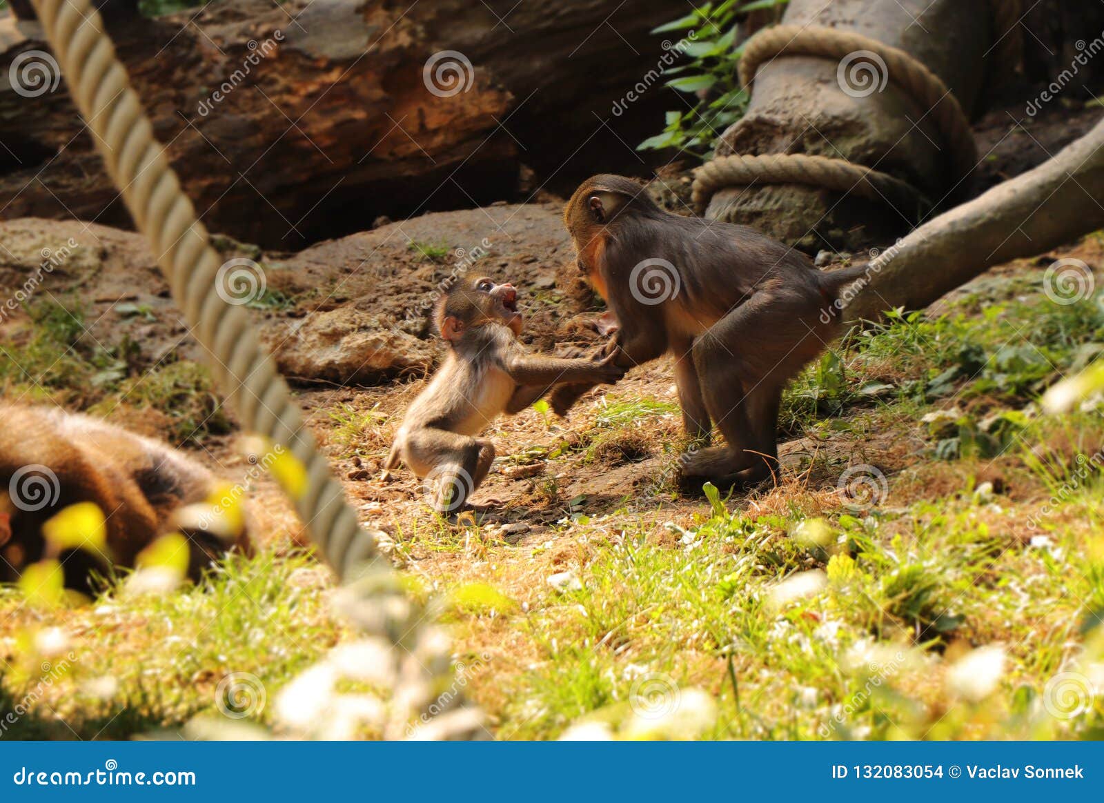 A Small and Young Monkey Playing with Older Brother. this Primate Named ...
