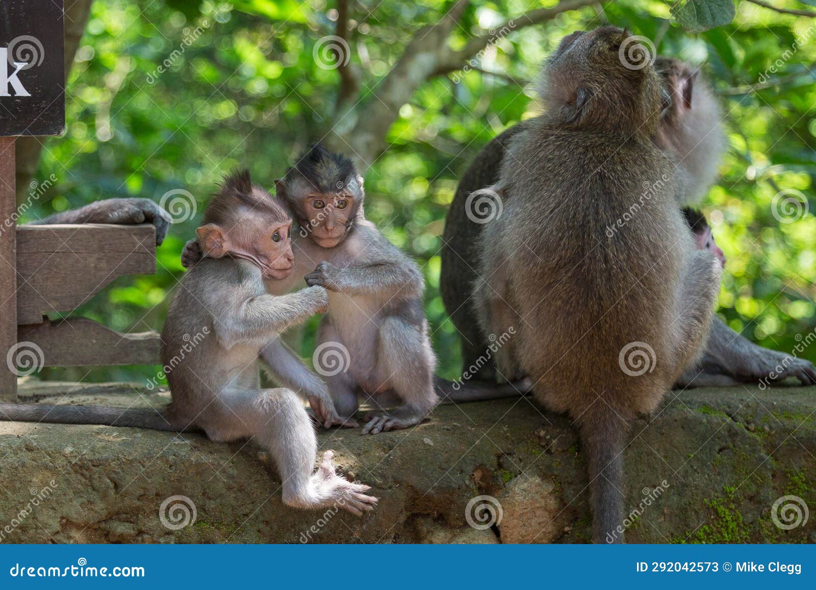 Small Young Monkeys at Monkey Forest Sanctuary in Ubud Stock Image ...