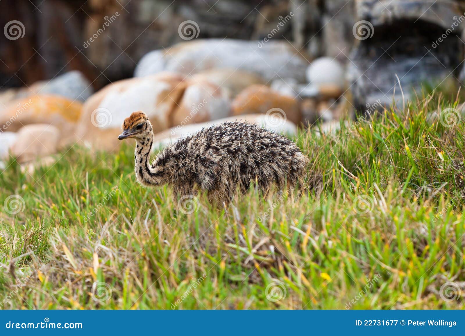 Small Young Ostrich Walking in Grassland Stock Image - Image of ...