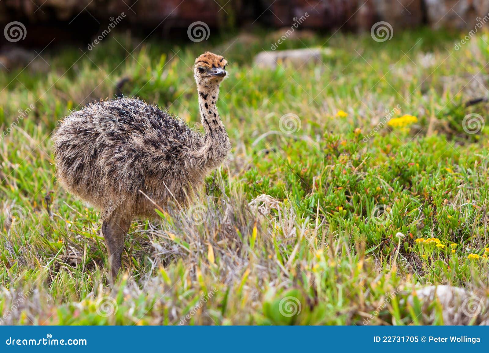 Small Young Ostrich Walking in Grassland Stock Image - Image of close ...