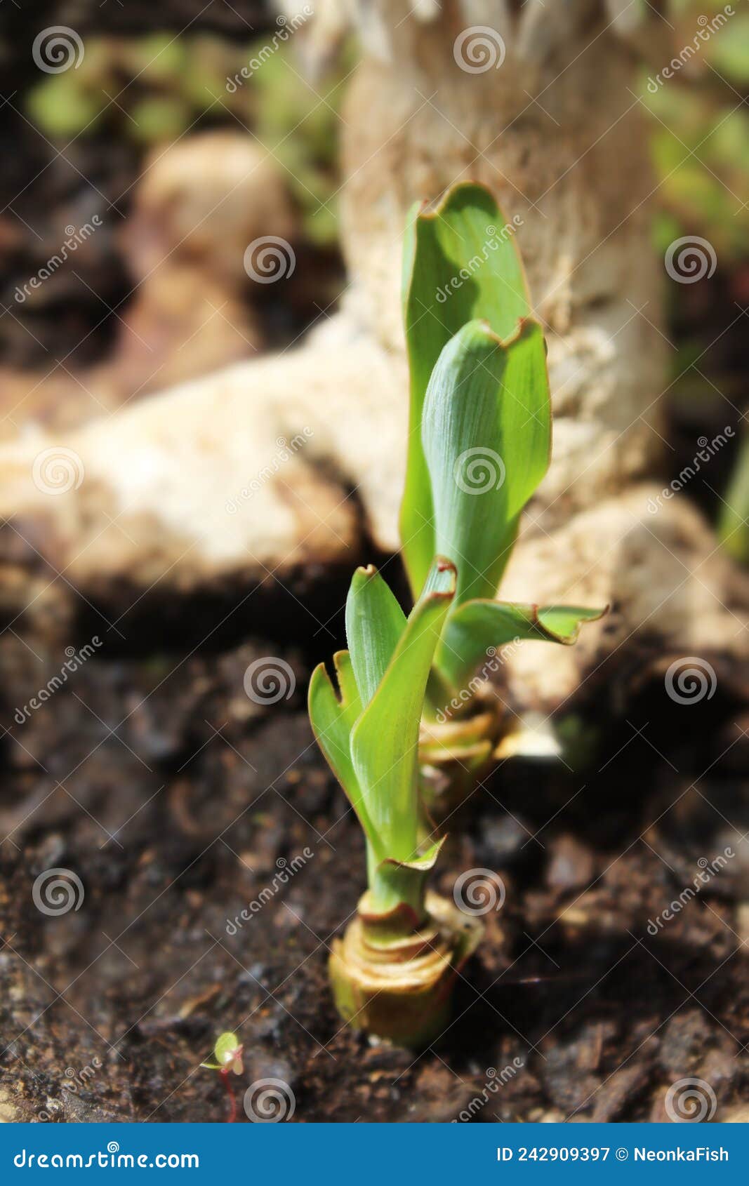 Small Palm Tree Shoots Next To the Parent Tree Stock Image - Image of ...