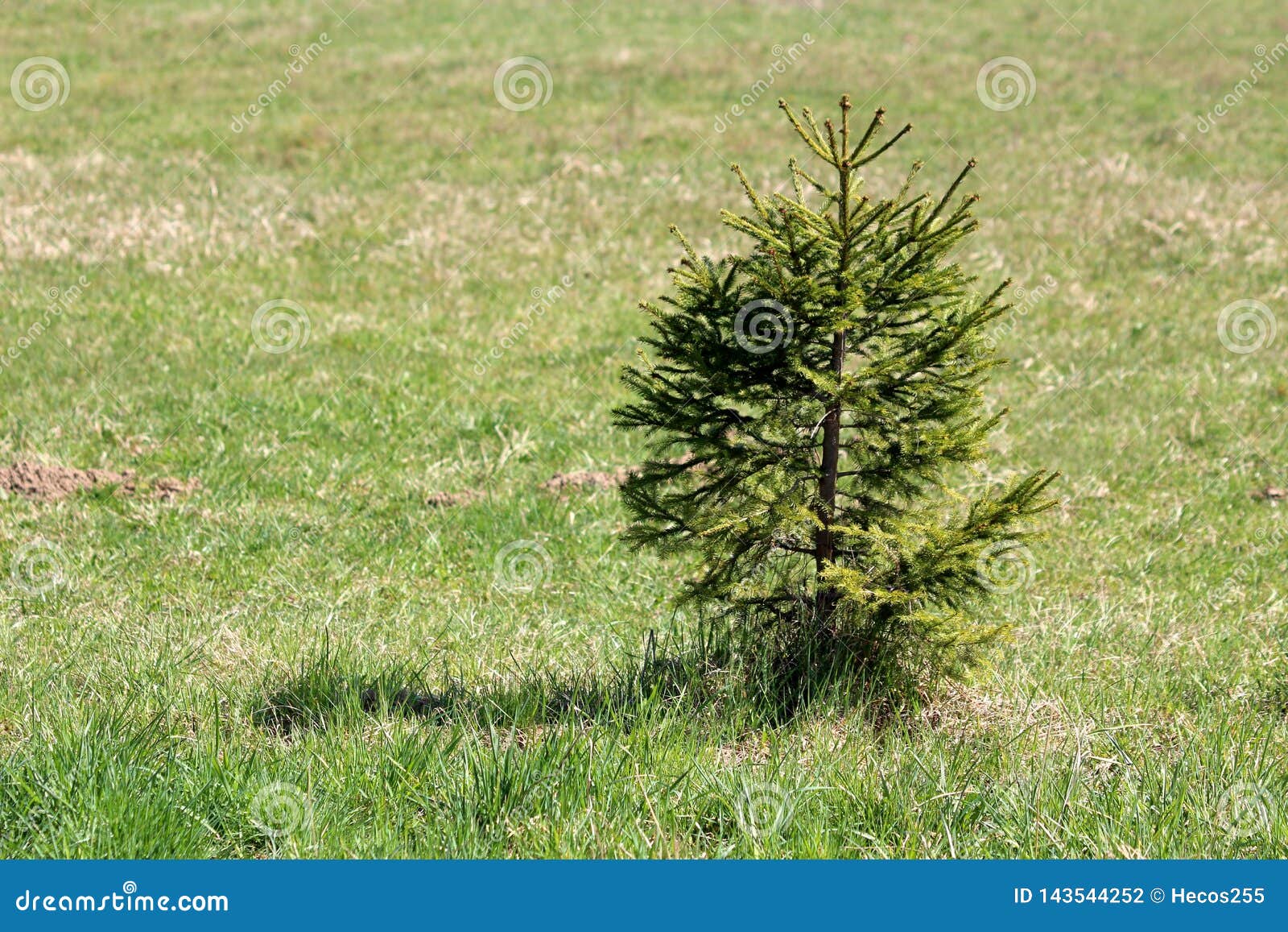 Small Young Pine Tree Planted in Local Garden Surrounded with Uncut ...