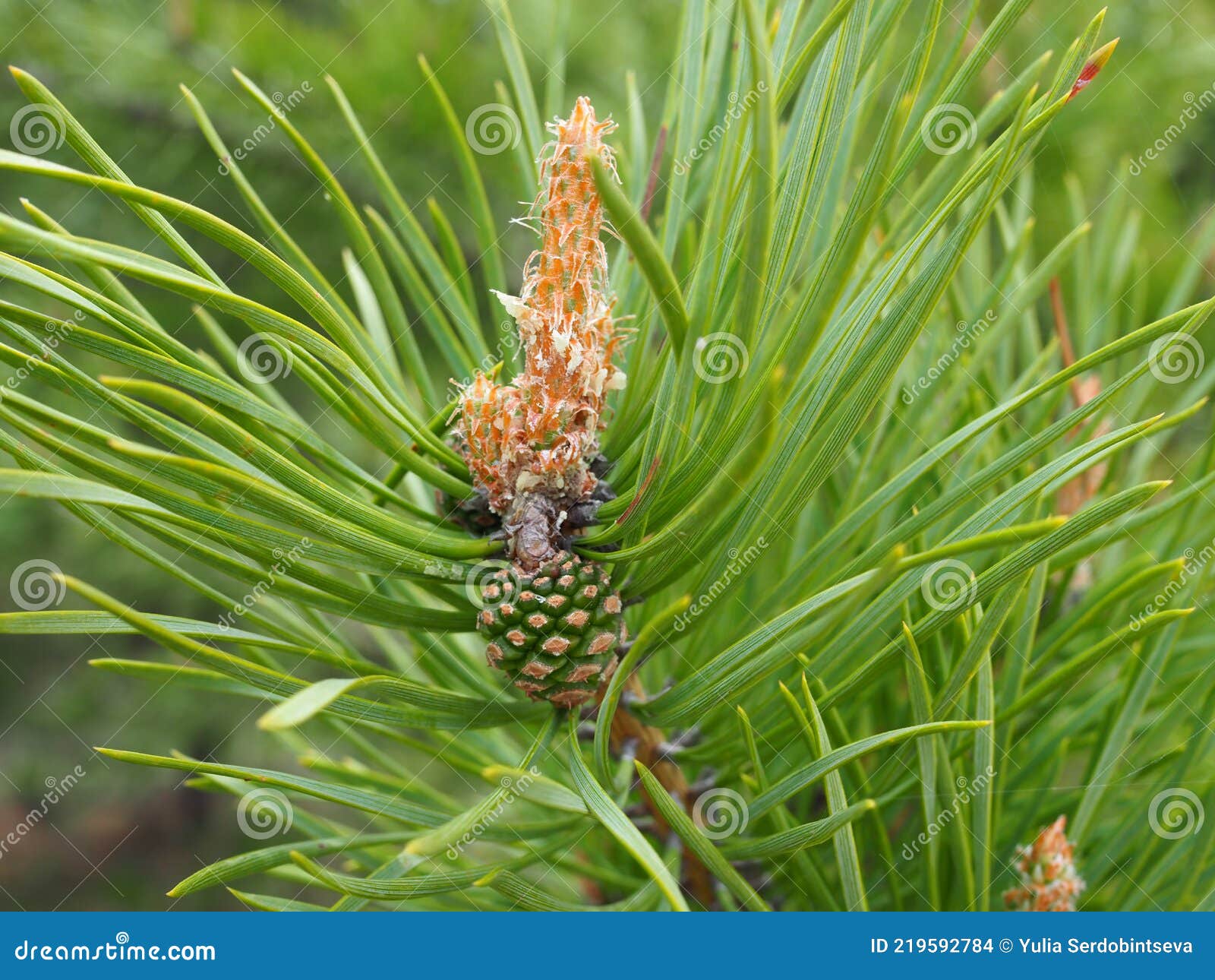 Small Young Pinecone on a Pine Tree Stock Photo - Image of background ...