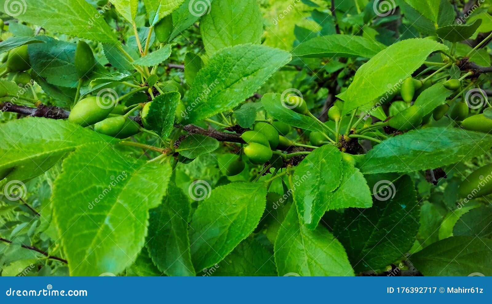 Small Young Plums on a Branch Stock Image - Image of garden, prunus ...