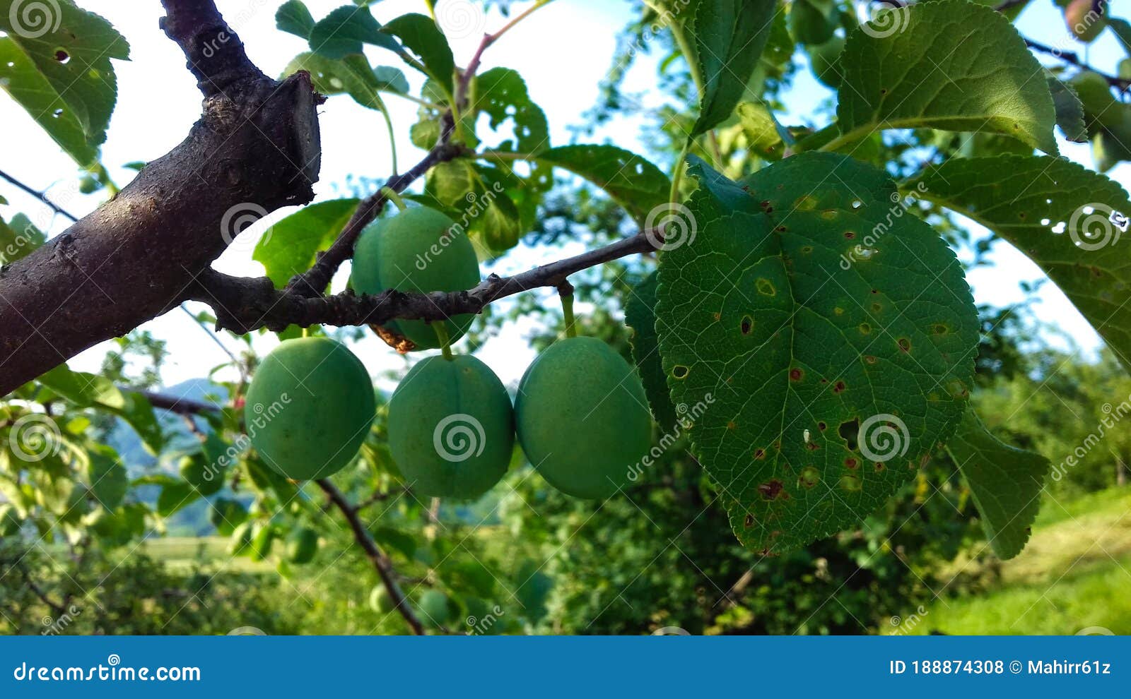 Small Young Plums on a Branch Stock Photo - Image of nature, natural ...