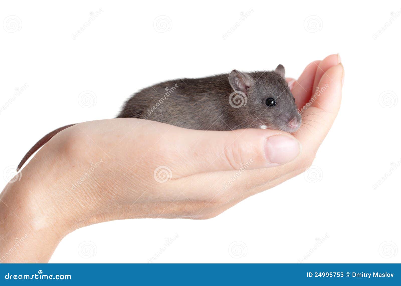 Small young rat on a palm stock image. Image of palm - 24995753