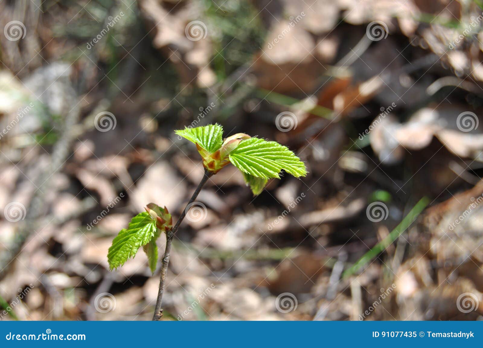 A Small Young Tree in the Forest Stock Image - Image of small, forest ...