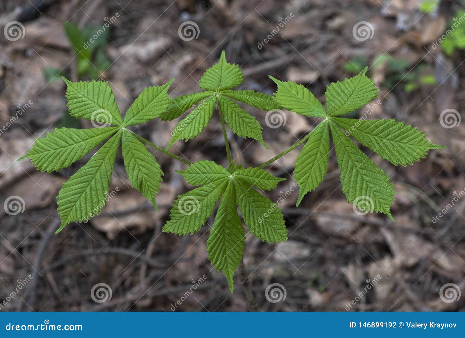 Small Young Tree with Fresh Green Leaves Stock Photo - Image of park ...