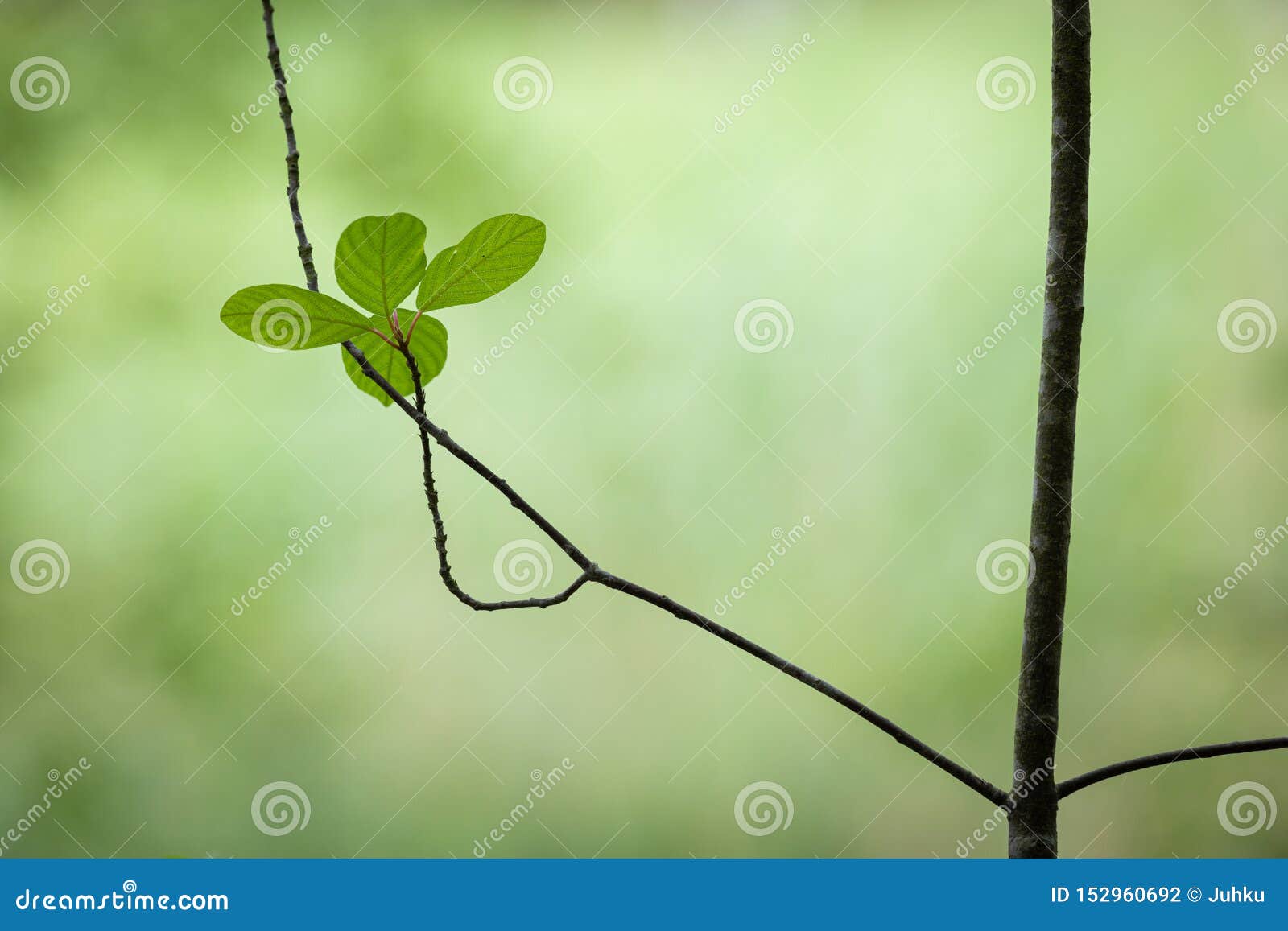 Small Young Tree Growing New Leaves Stock Photo - Image of nature ...