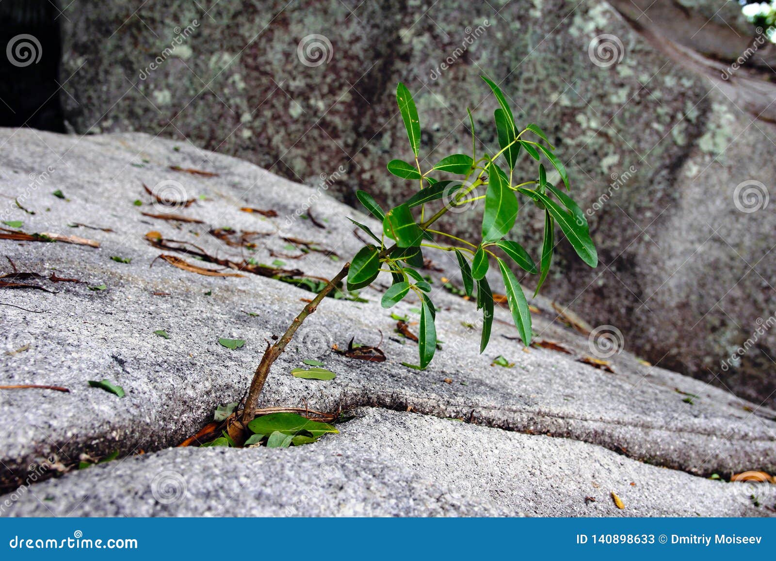 A Small Young Tree Growing through the Stone Stock Image - Image of ...